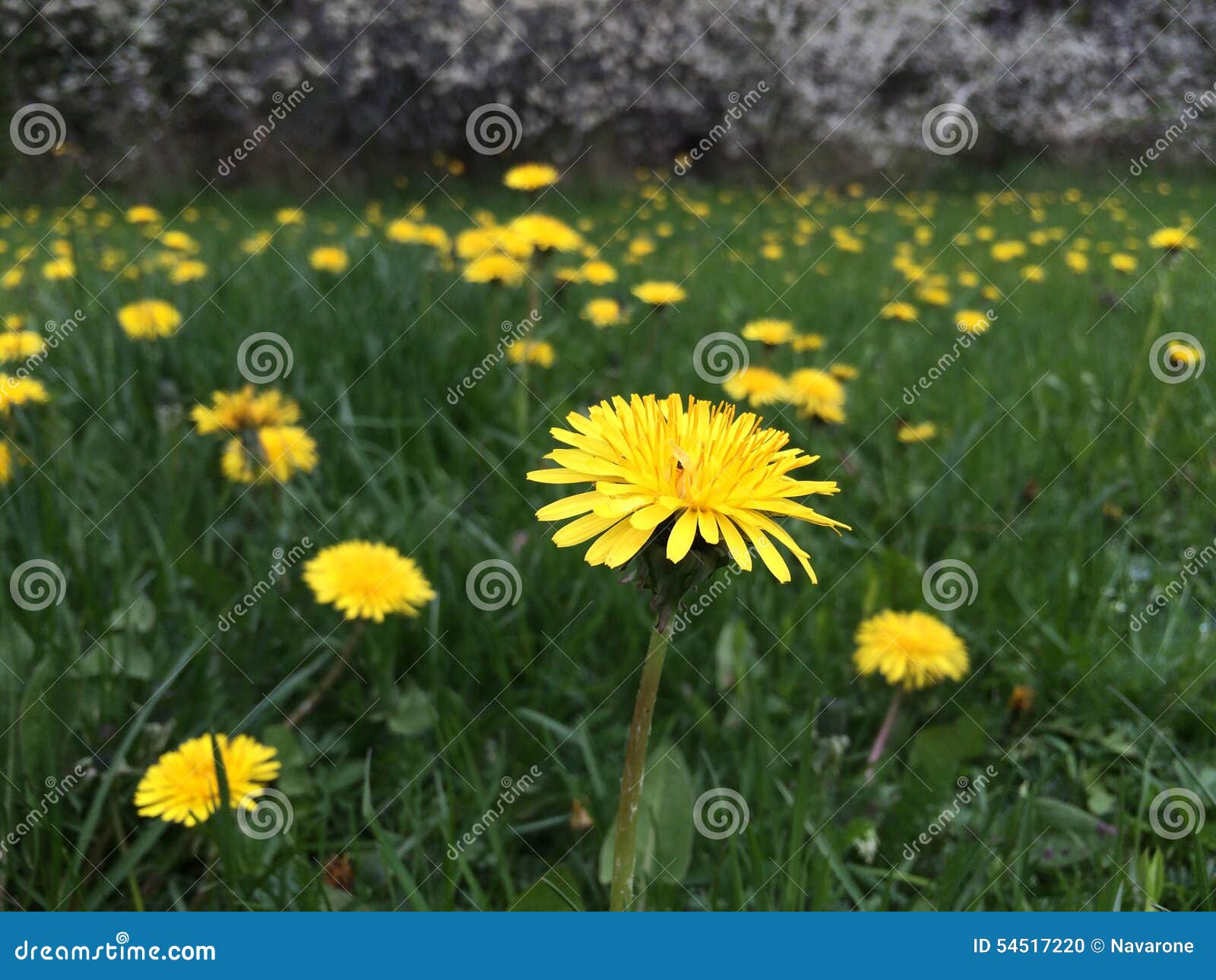 Dandelion field stock photo. Image of blossom, dandelions - 54517220