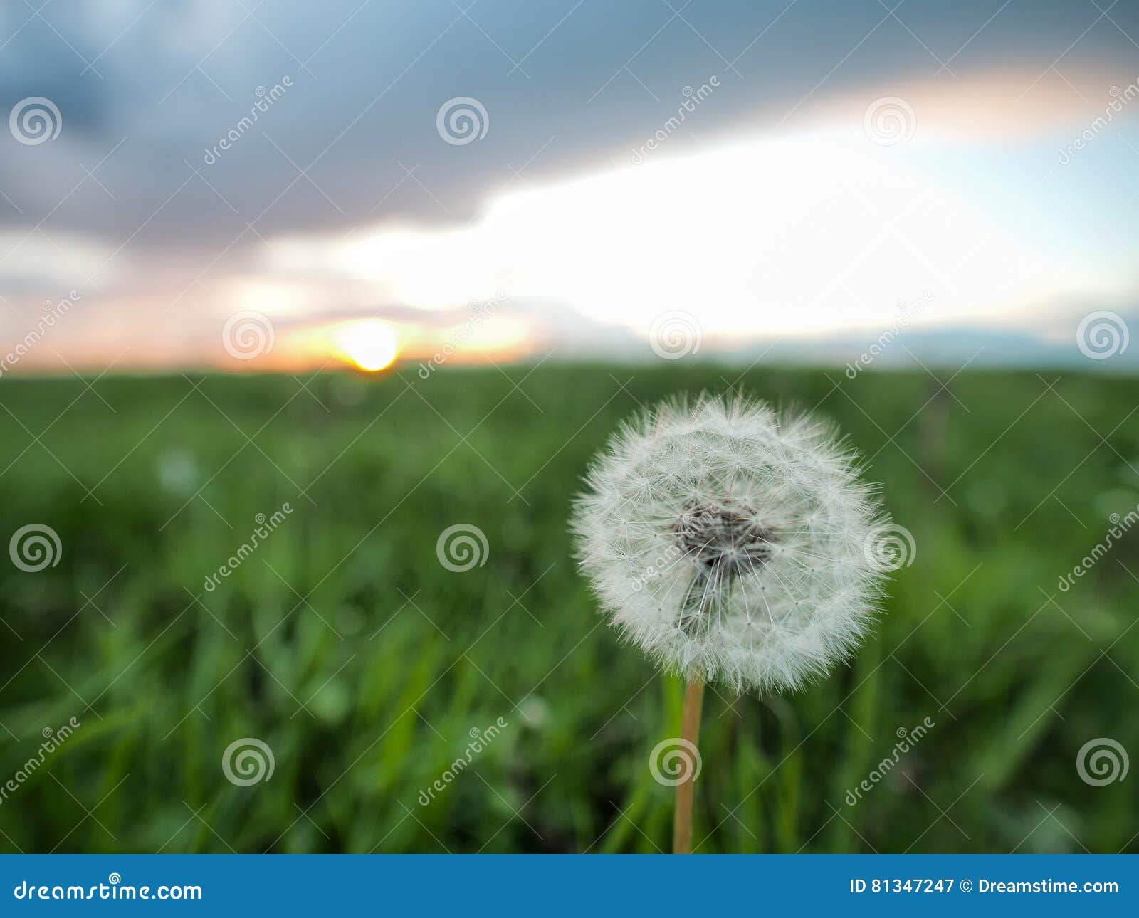 Dandelion in a field stock image. Image of growing, flora - 81347247