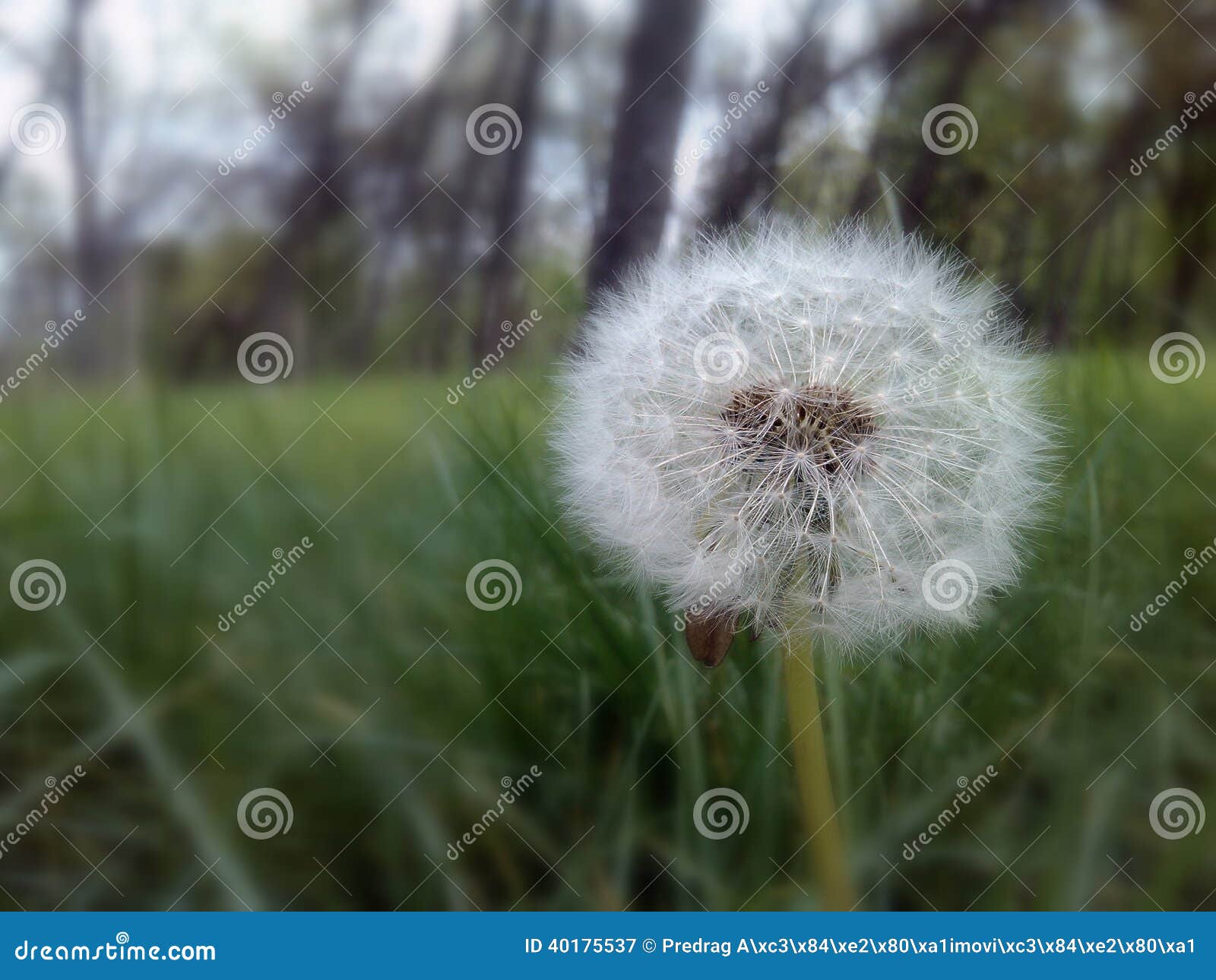 Dandelion in field stock image. Image of edge, cloudy - 40175537