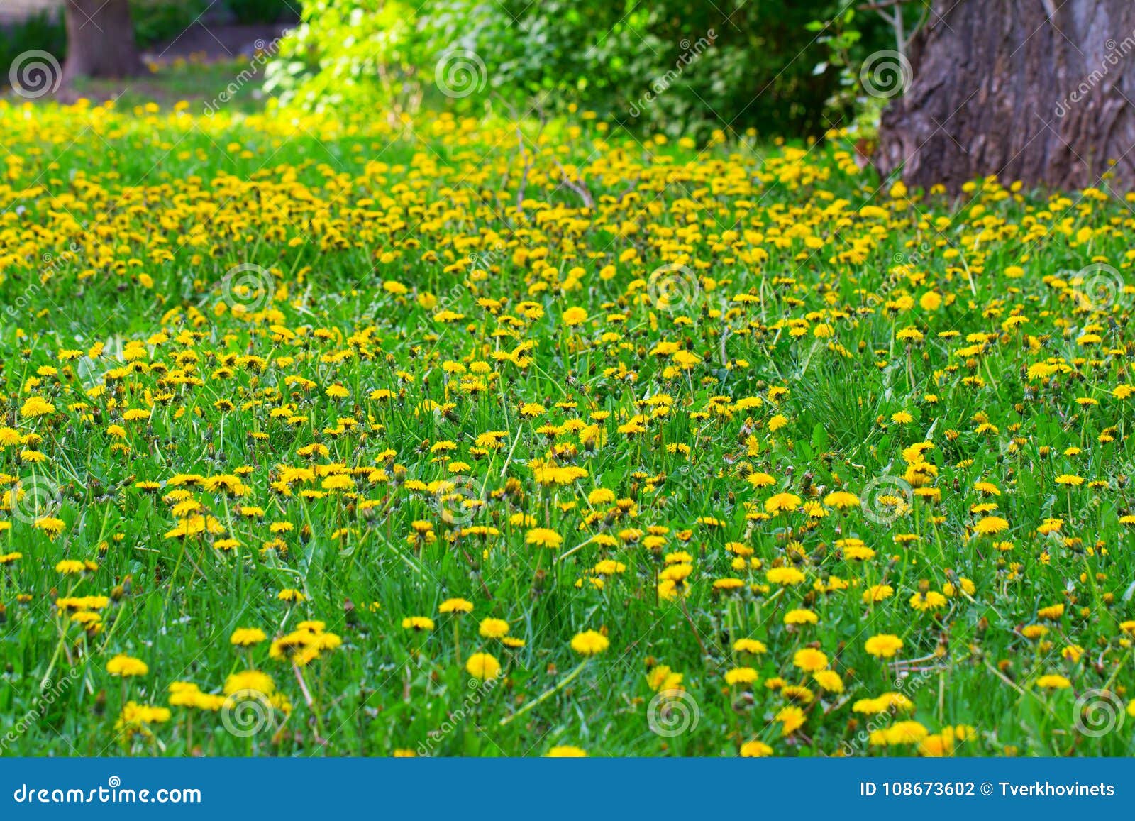 Dandelion Field by the Forest Stock Photo - Image of trees, lawn: 108673602