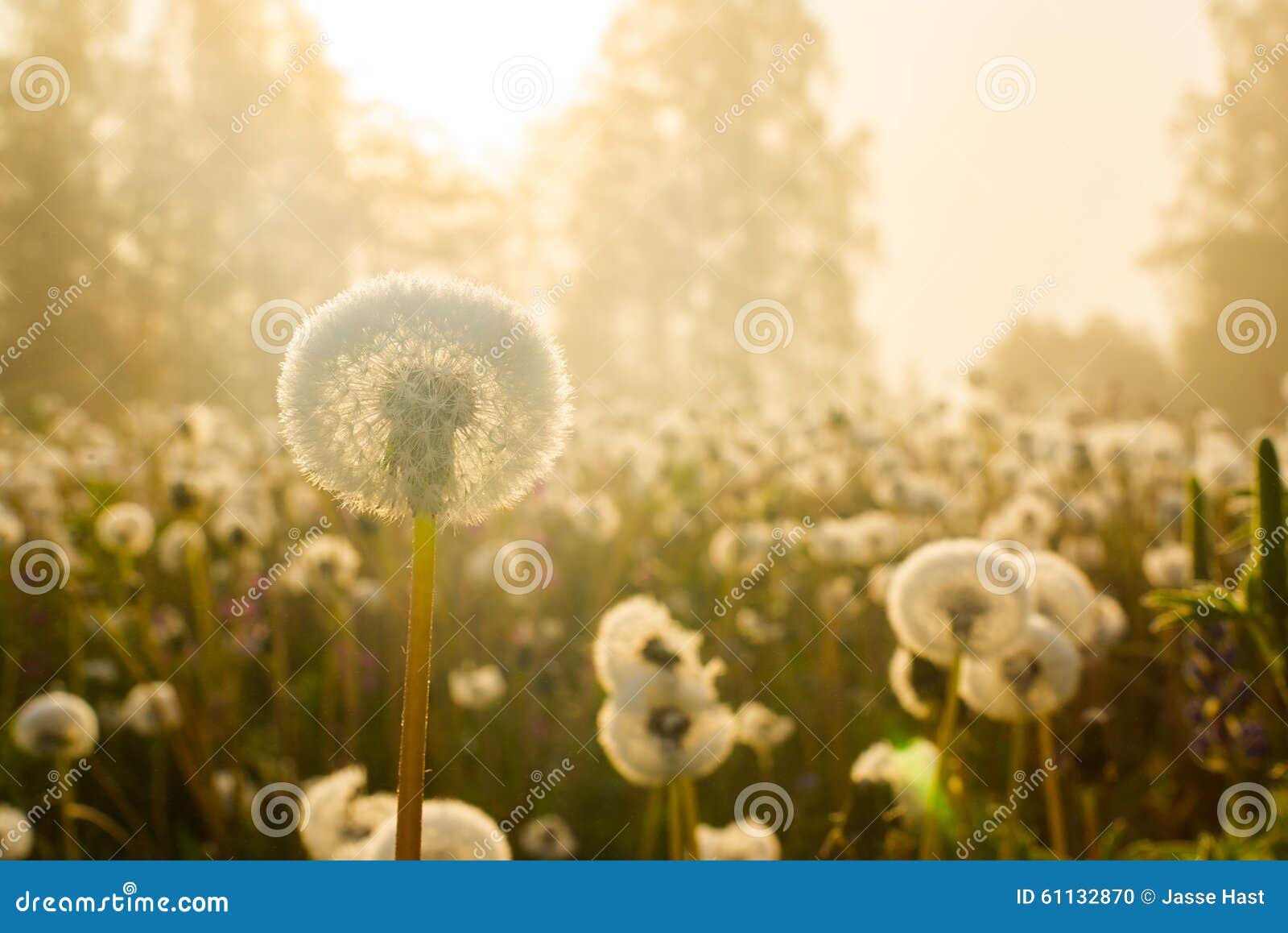 Dandelion field stock photo. Image of plant, season, mist - 61132870