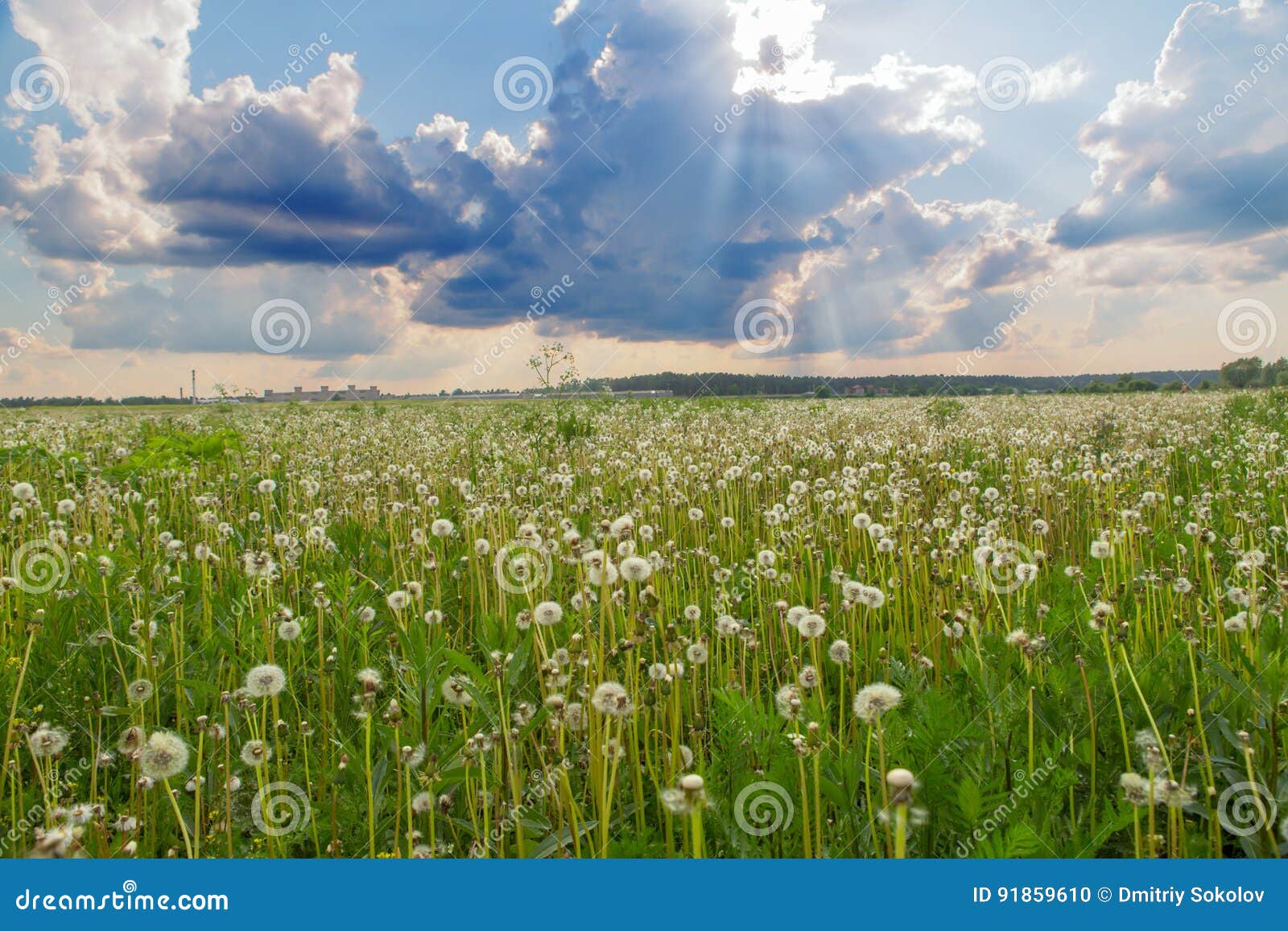 The dandelion field stock photo. Image of river, flower - 91859610