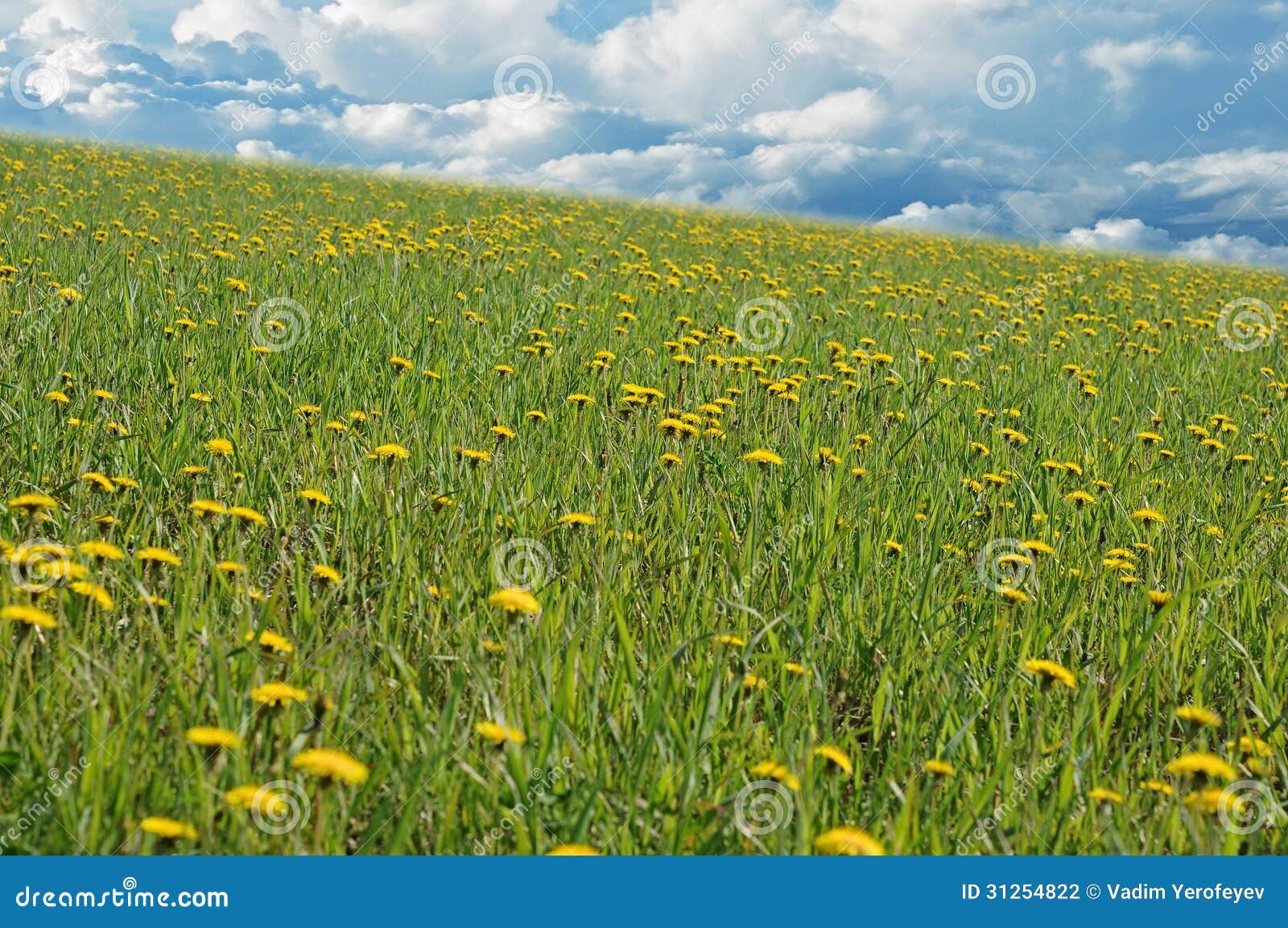 Dandelion field stock photo. Image of land, bright, dandelion - 31254822