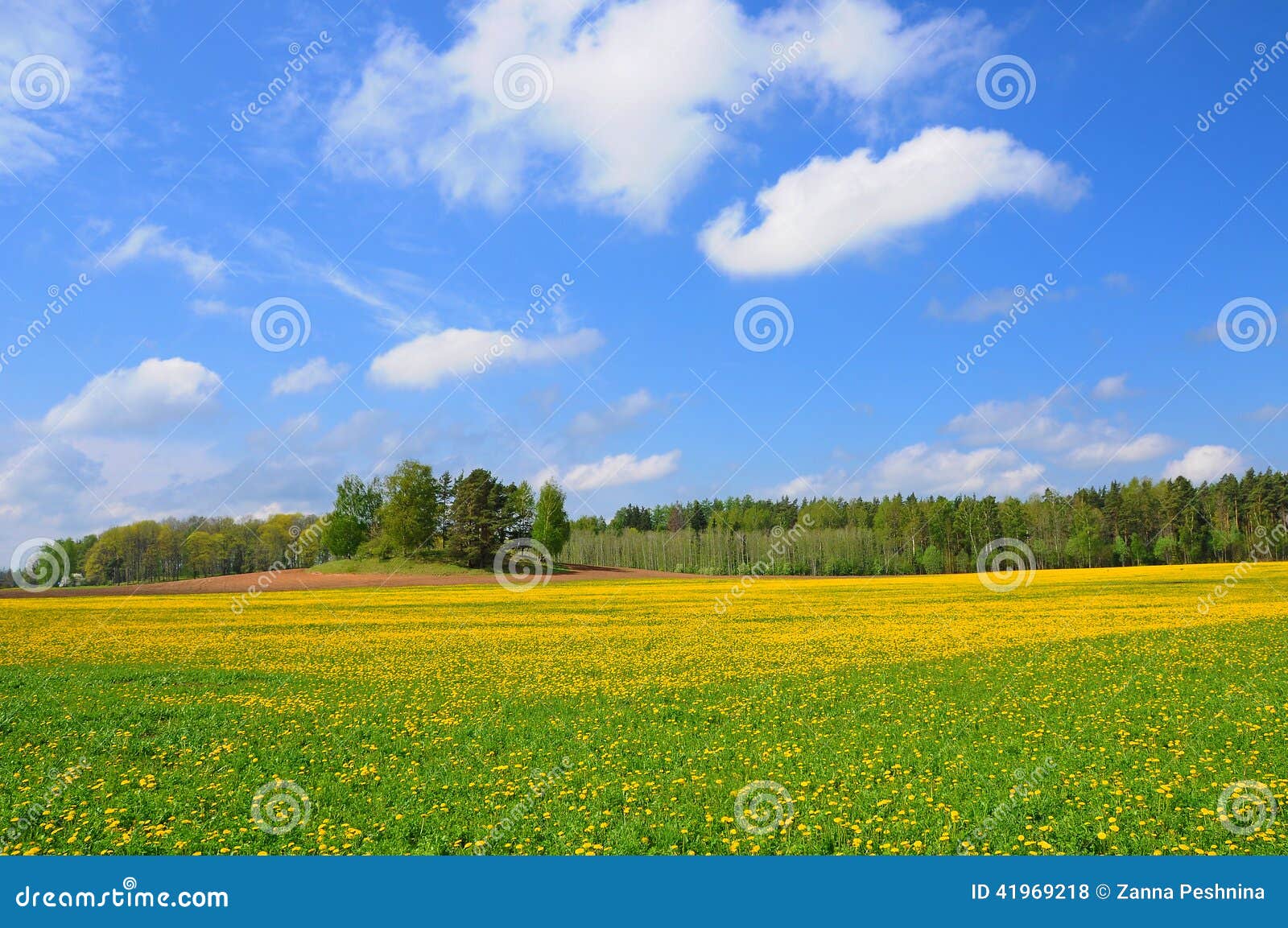 Dandelion field, Latvia stock photo. Image of foliage - 41969218