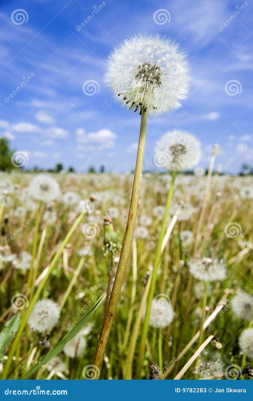 Dandelion Field Over Blue Sky Stock Image - Image of blue, flower: 9782283