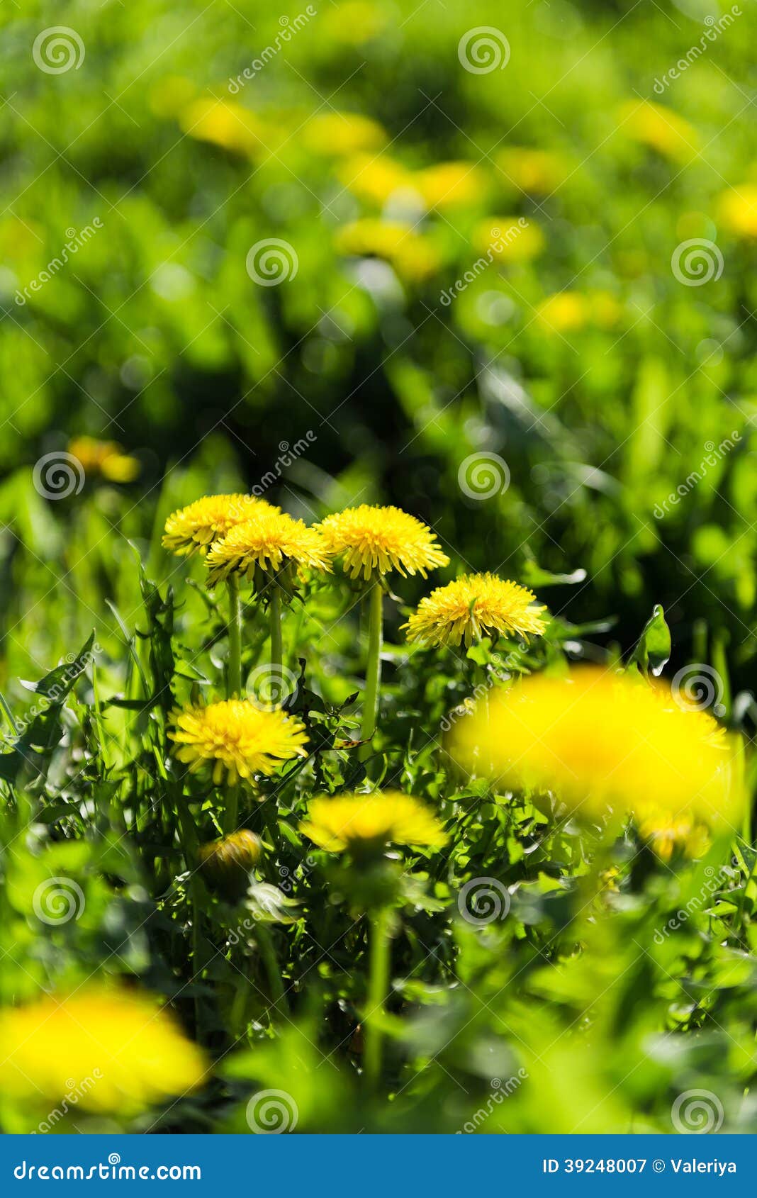 Dandelion field. stock image. Image of outdoor, land - 39248007