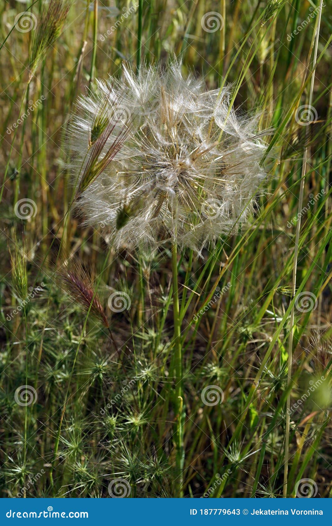 Dandelion in a Field in Spring in Italy Stock Image - Image of foot ...