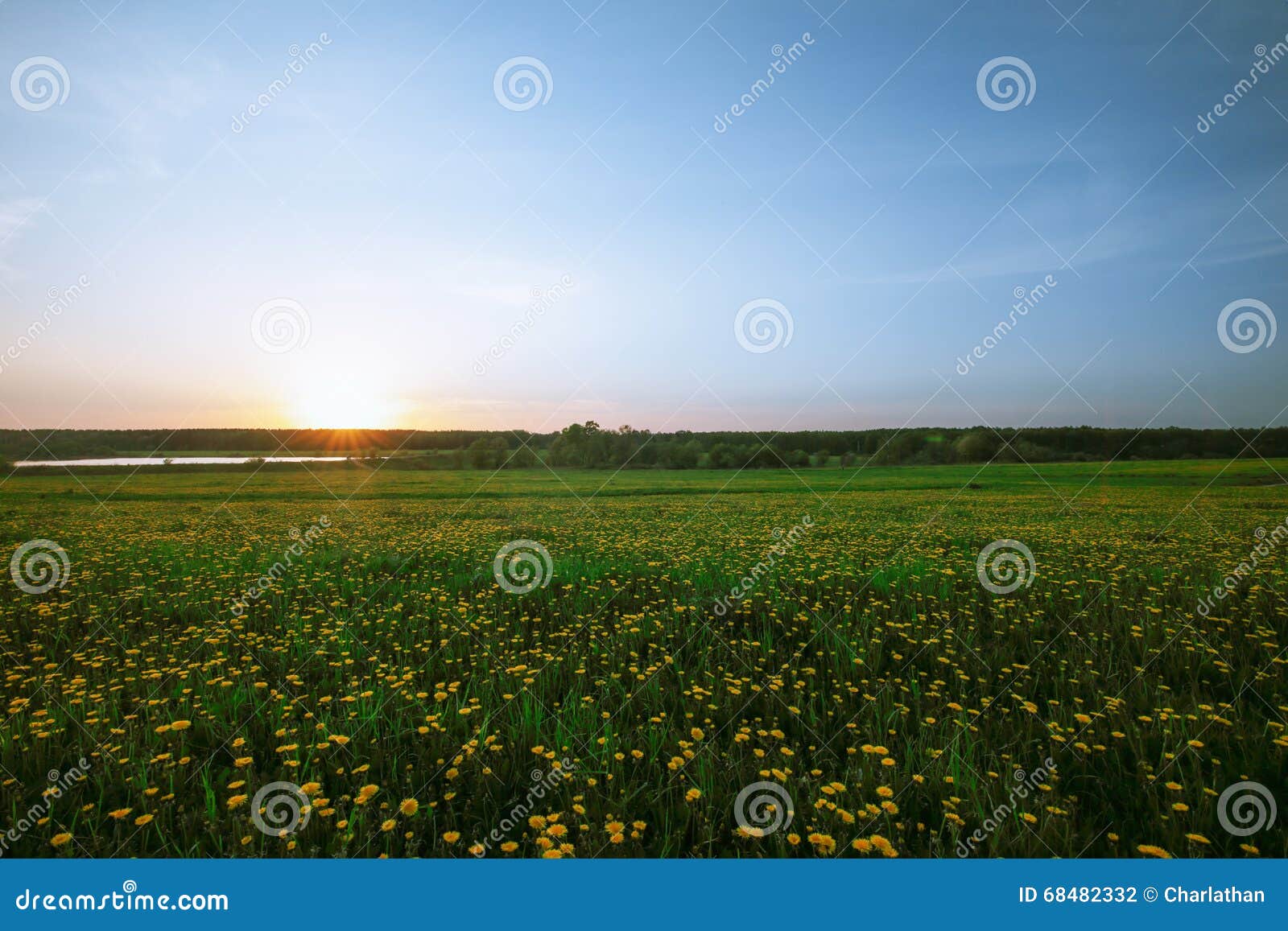 Dandelion Field in the Spring Stock Photo - Image of dandelion, clouds ...