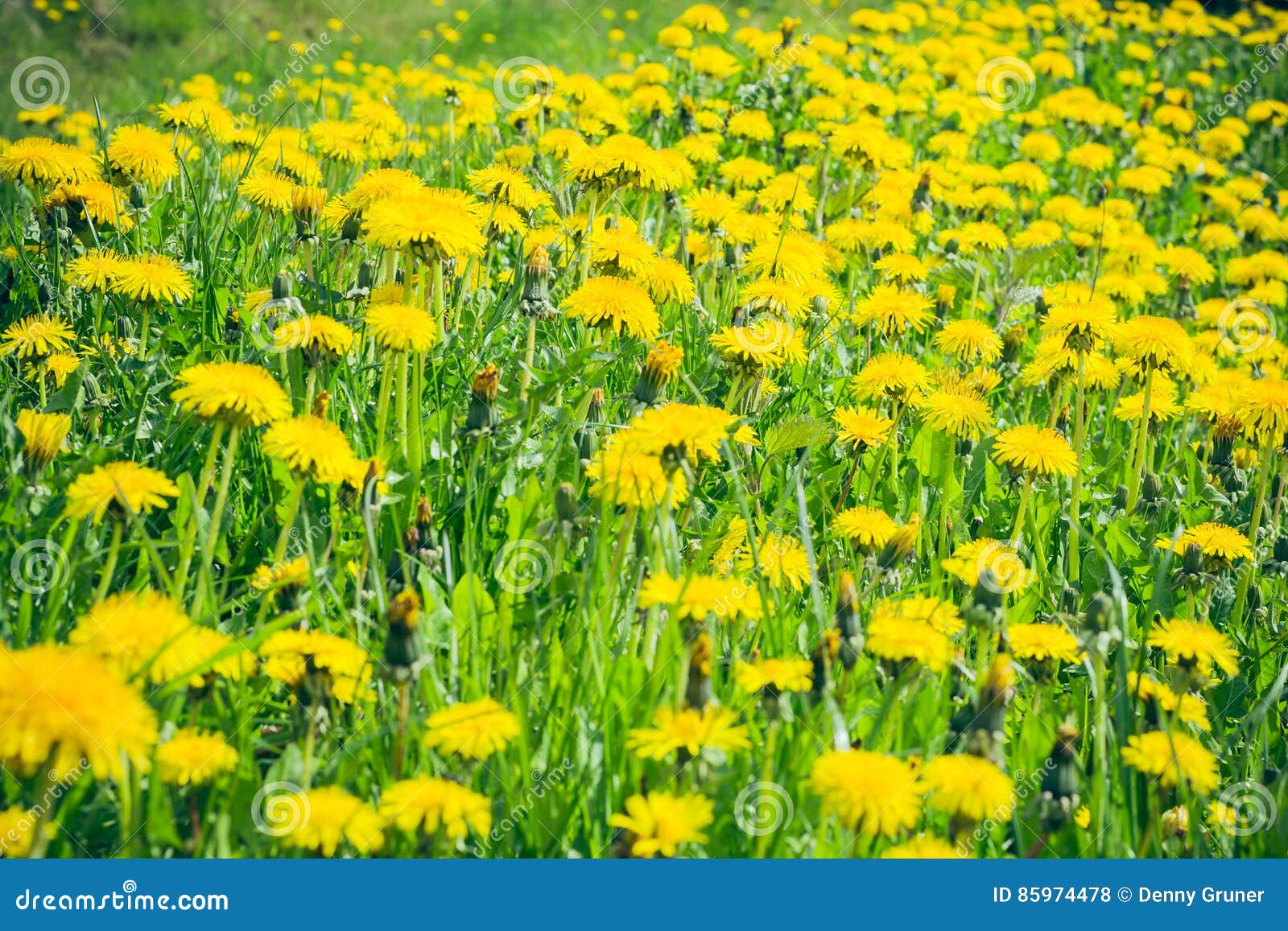 Dandelion field in spring stock photo. Image of dandelion - 85974478