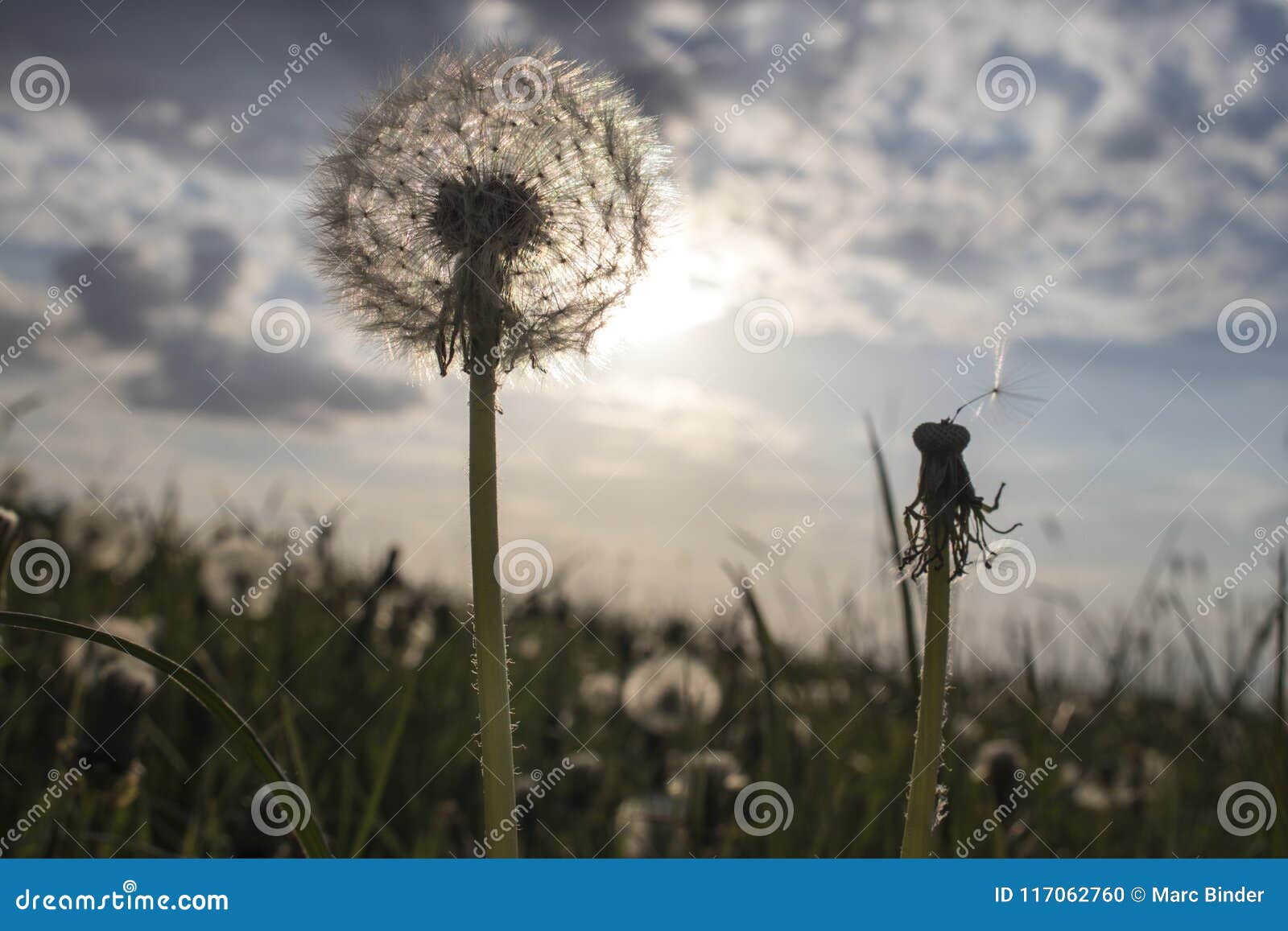 Dandelion Field of Summer Sunset Stock Photo - Image of dandelions ...