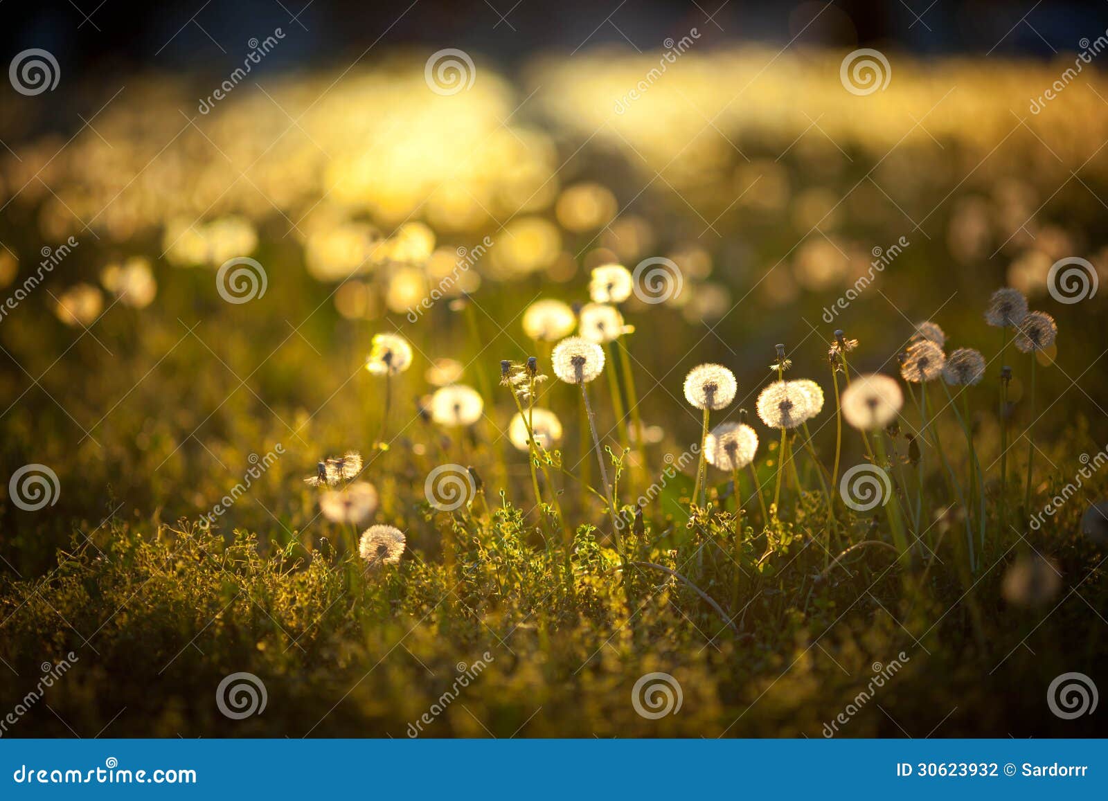 Dandelion field stock photo. Image of environmental, cloudscape - 30623932