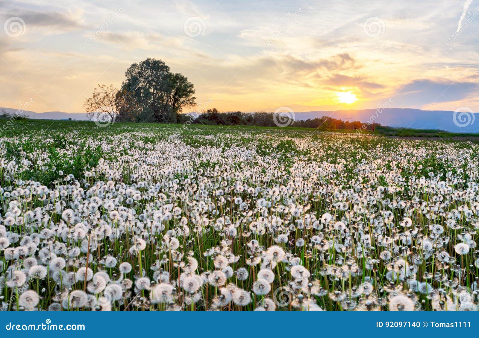 Dandelion field at sunset stock photo. Image of background - 92097140