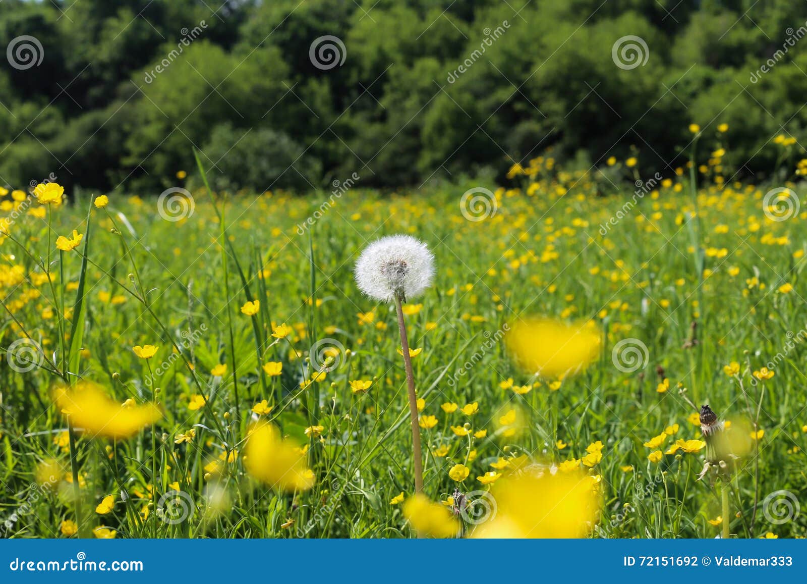 Dandelion in the field stock photo. Image of idyllic - 72151692