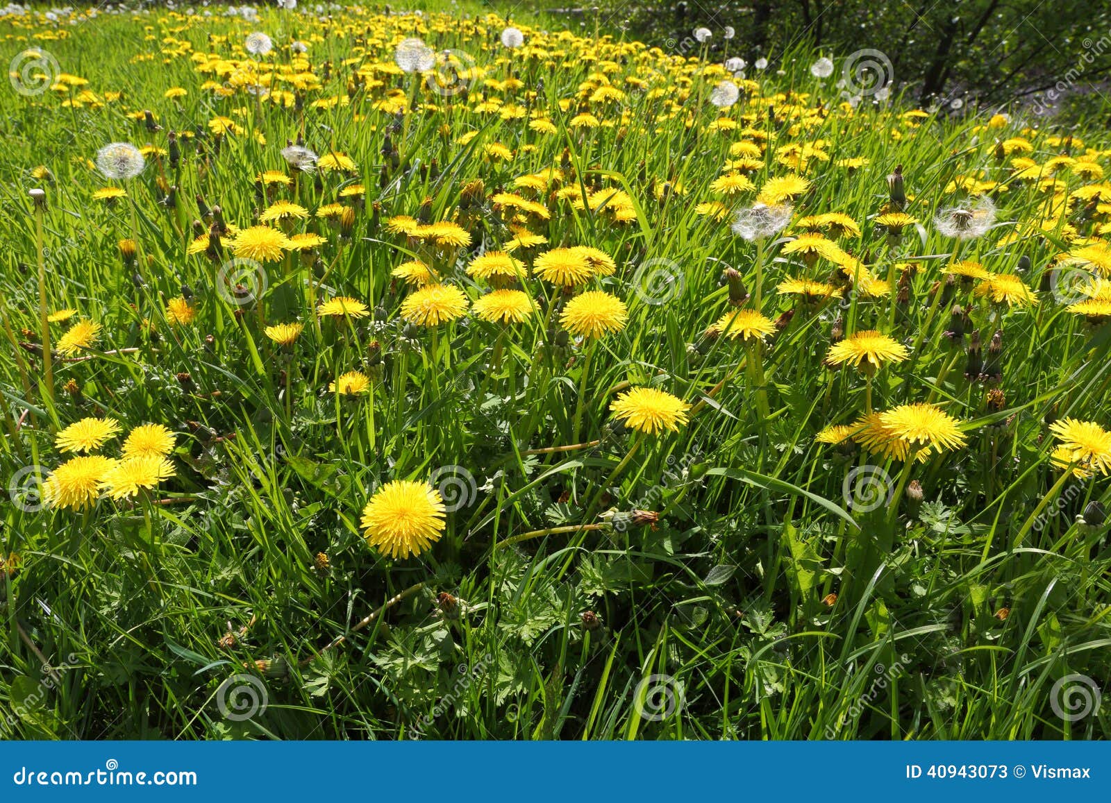 Dandelion Field stock image. Image of people, freshness - 40943073