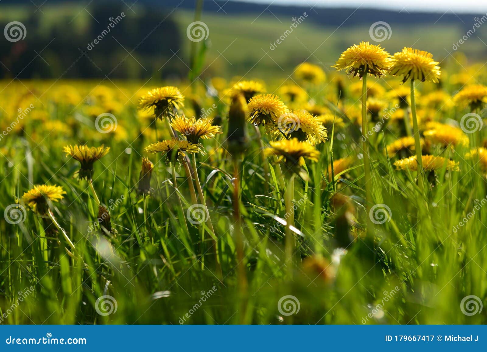 Dandelion on the Fields at Springtime Stock Image - Image of sunny ...