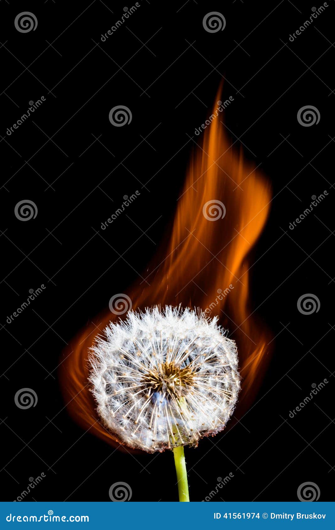Dandelion fire stock photo. Image of light, destruction - 41561974