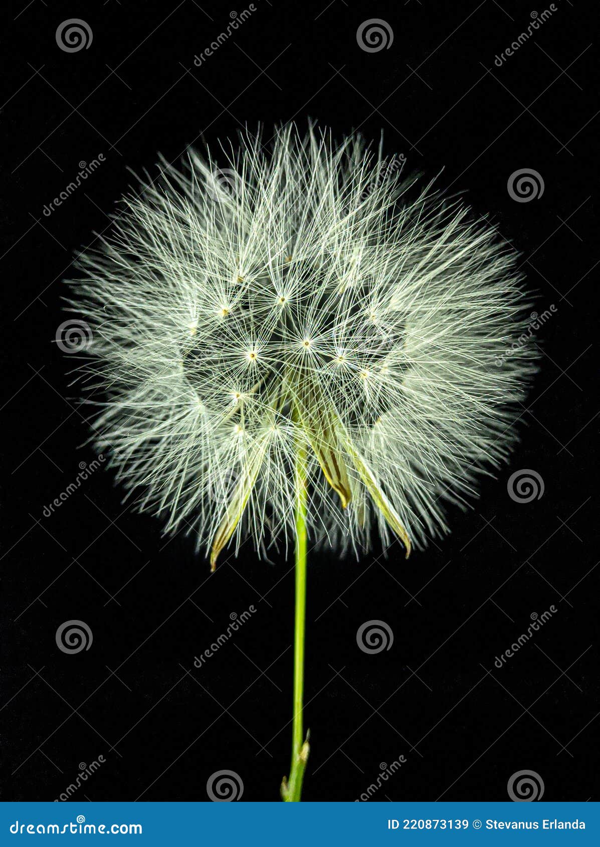 Dandelion Flawor Shoot from Front Stock Image - Image of indonesia ...