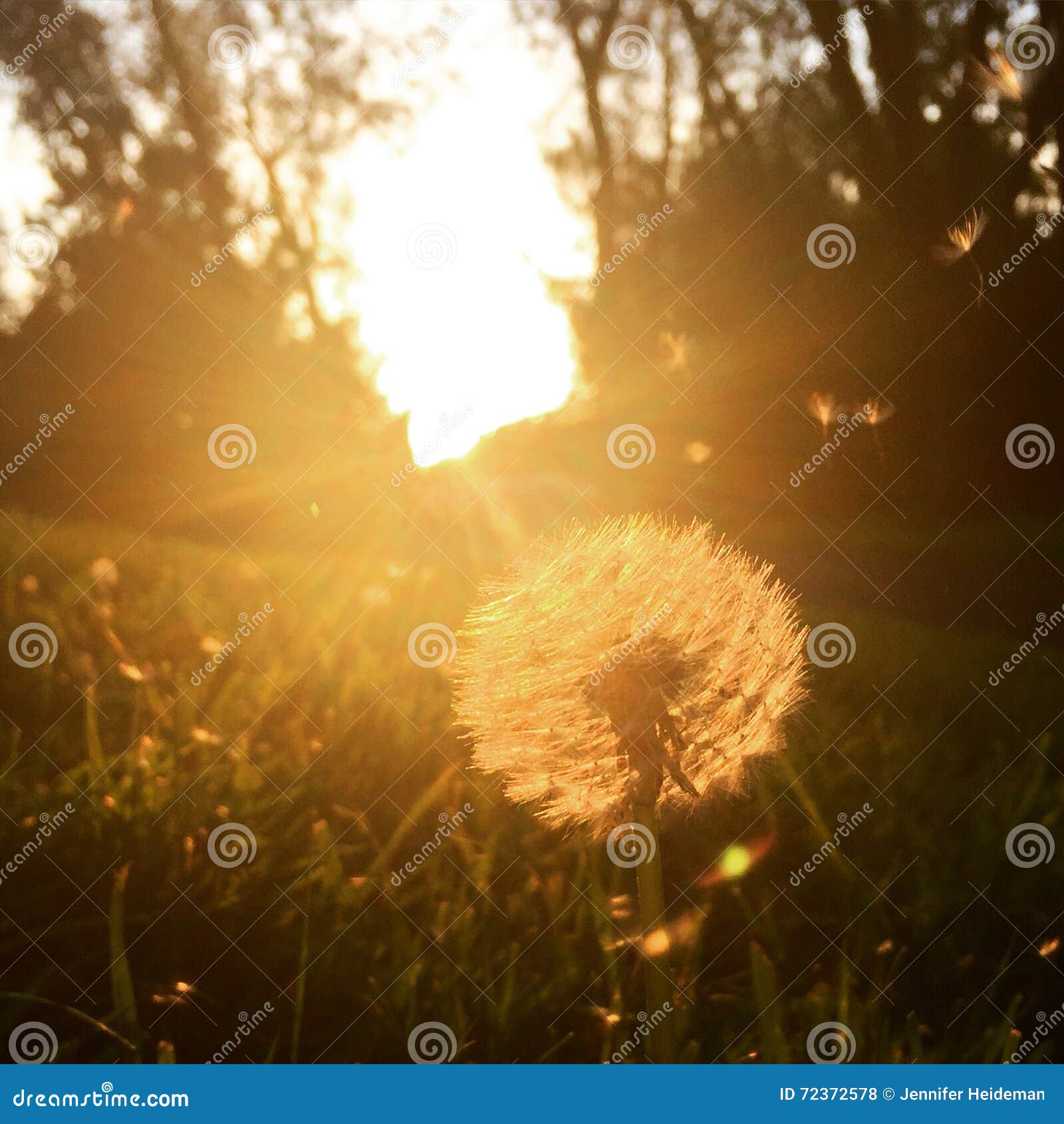 Dandelion float stock photo. Image of drifting, dandelion - 72372578