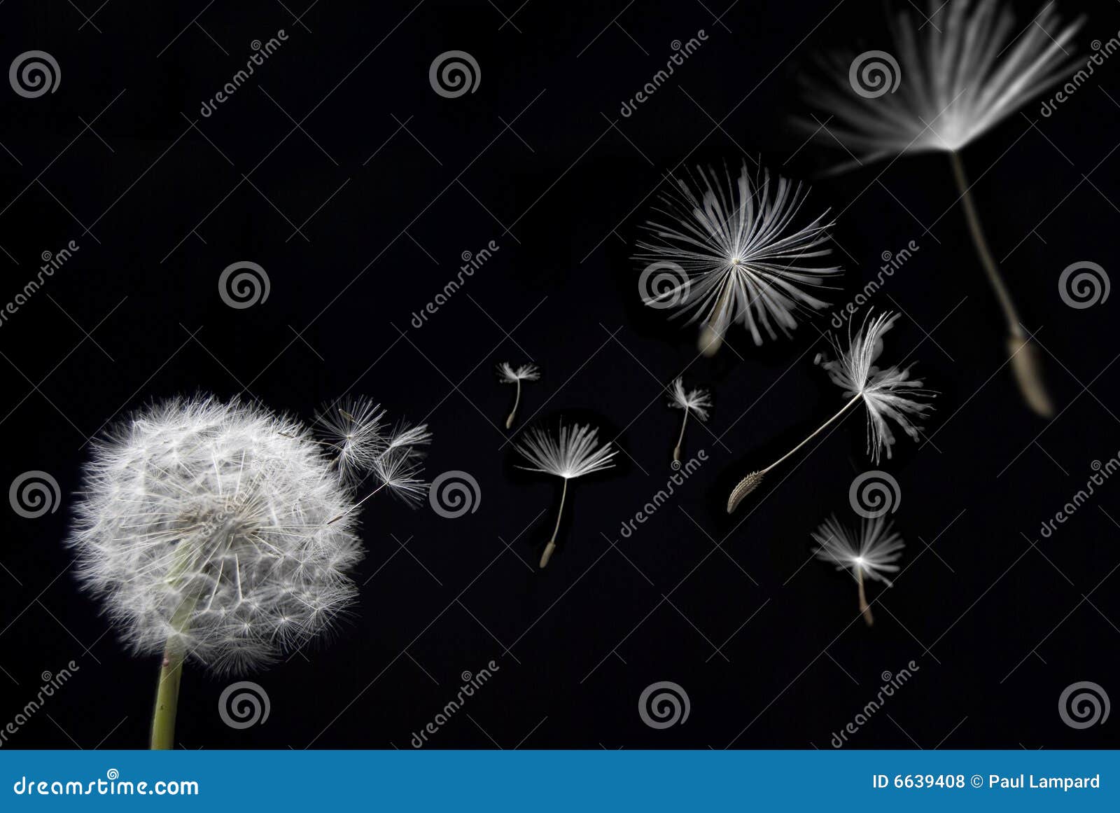 Dandelion with Floating Seeds Stock Photo - Image of abstract, blossom ...