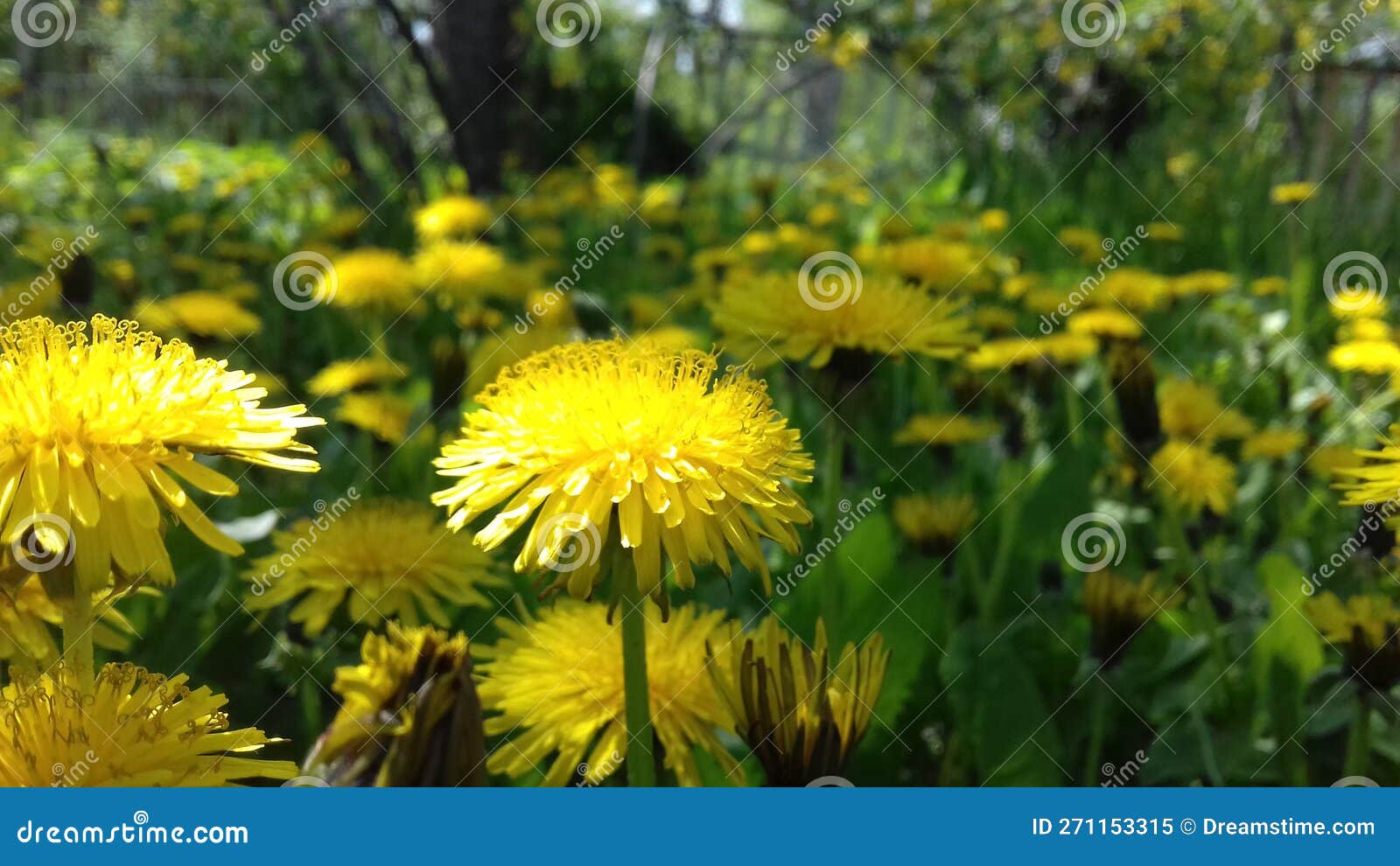 Dandelion flow stock image. Image of yellow, summer - 271153315