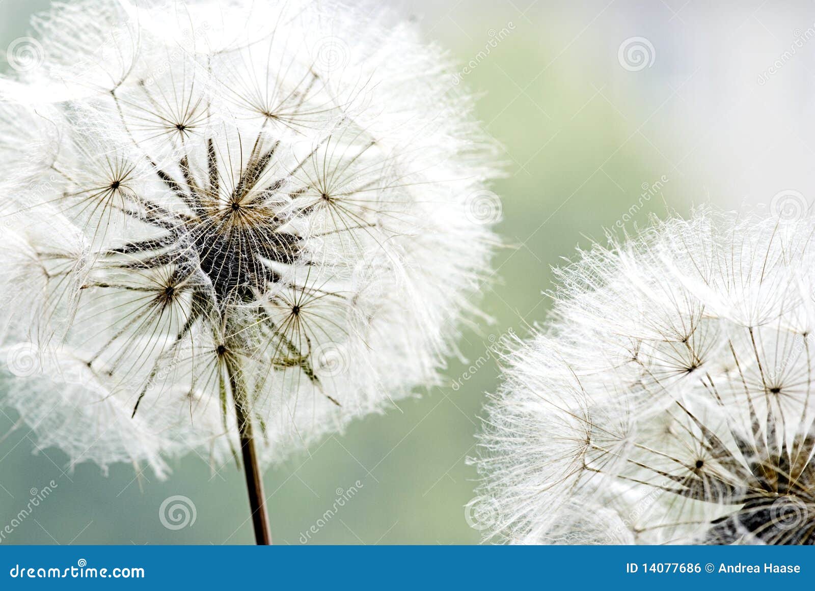Dandelion Flower stock photo. Image of seed, nature, dandelion - 14077686