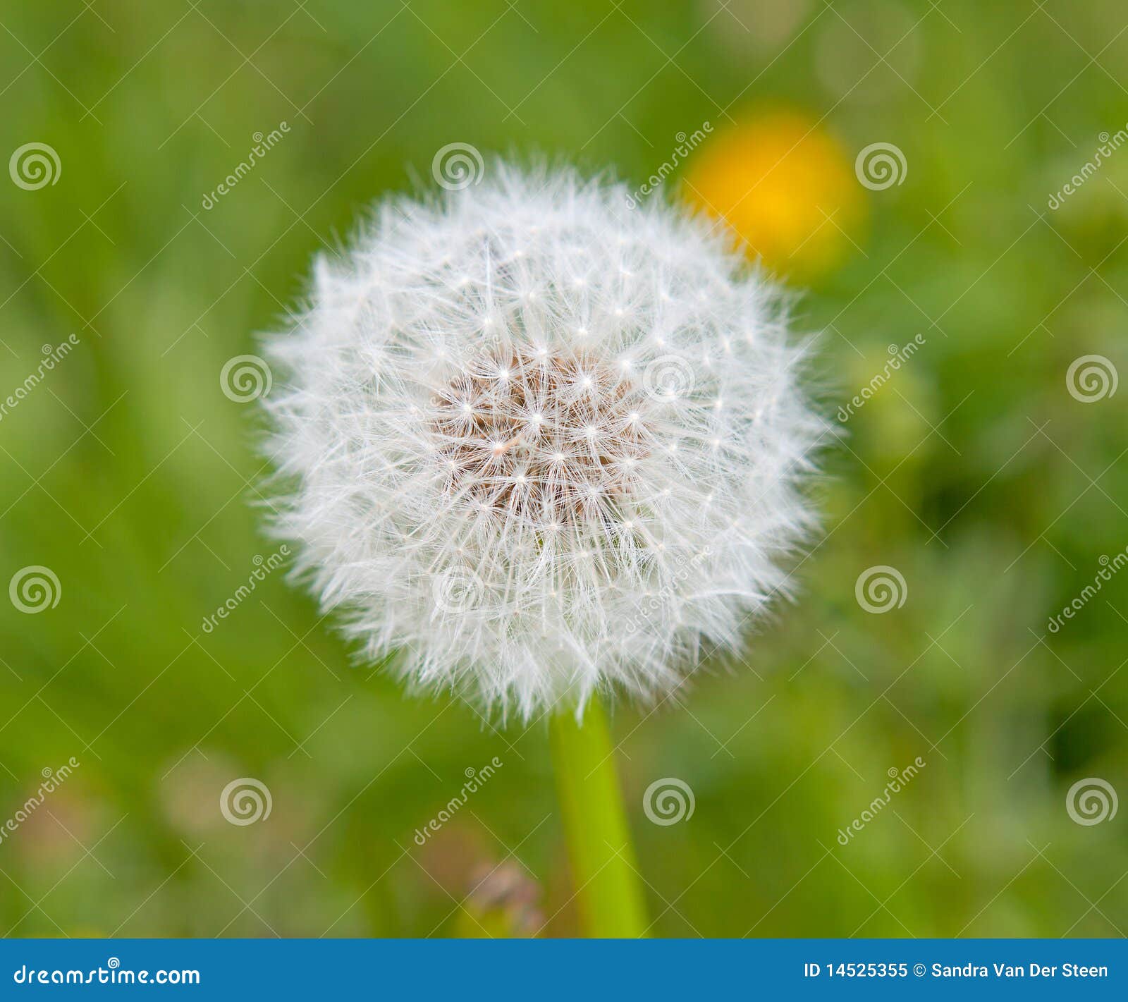 Dandelion flower stock image. Image of feather, lawn - 14525355