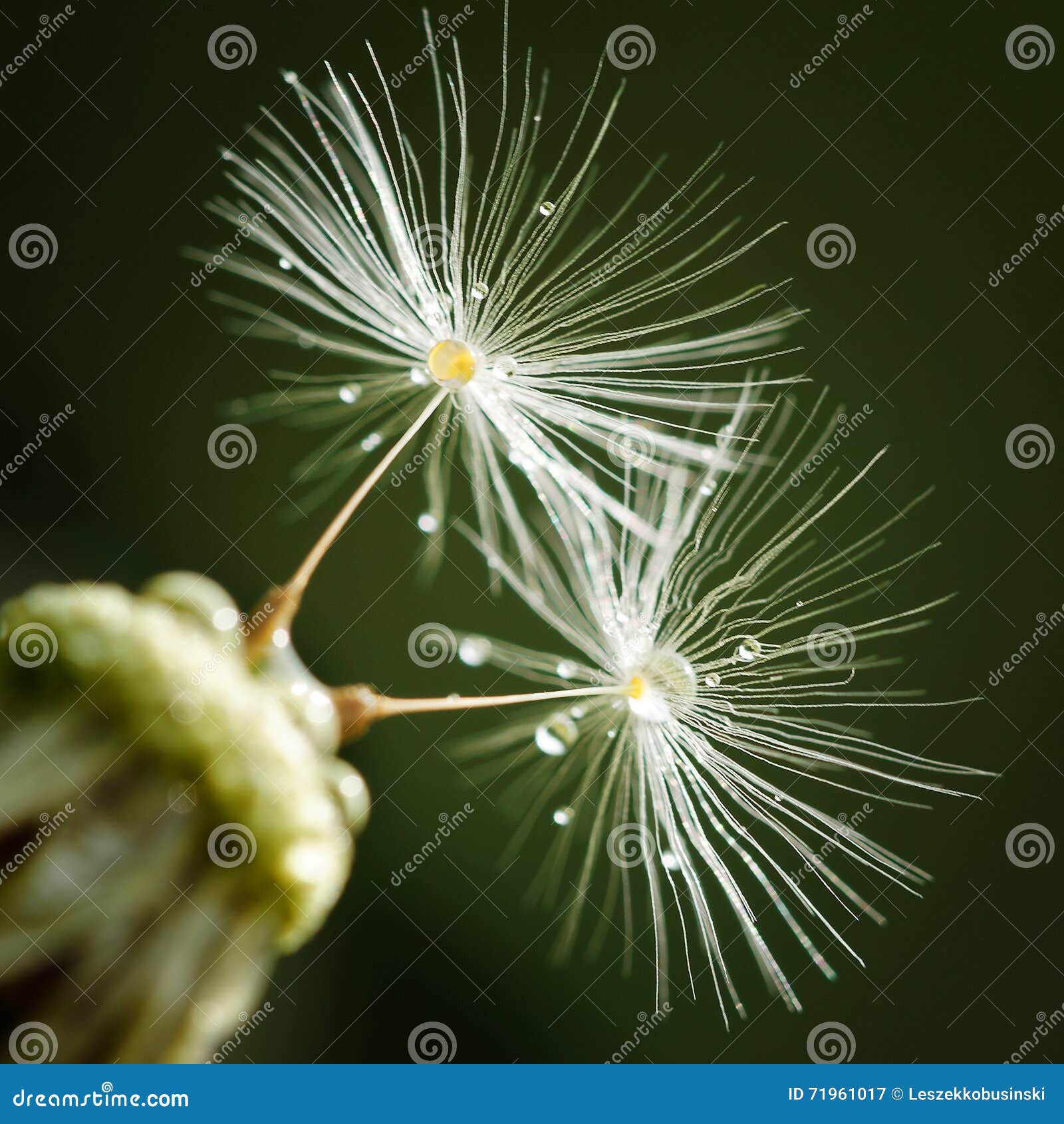 Dandelion Flower Background Stock Image - Image of flora, design: 71961017