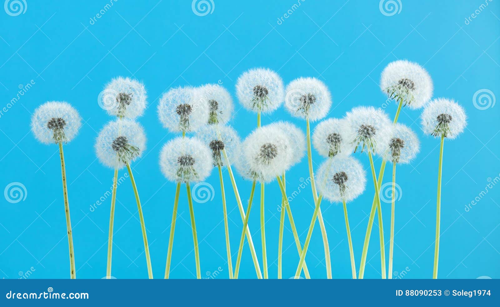 Dandelion Flower on Blue Color Background, Group Objects on Blank Space ...