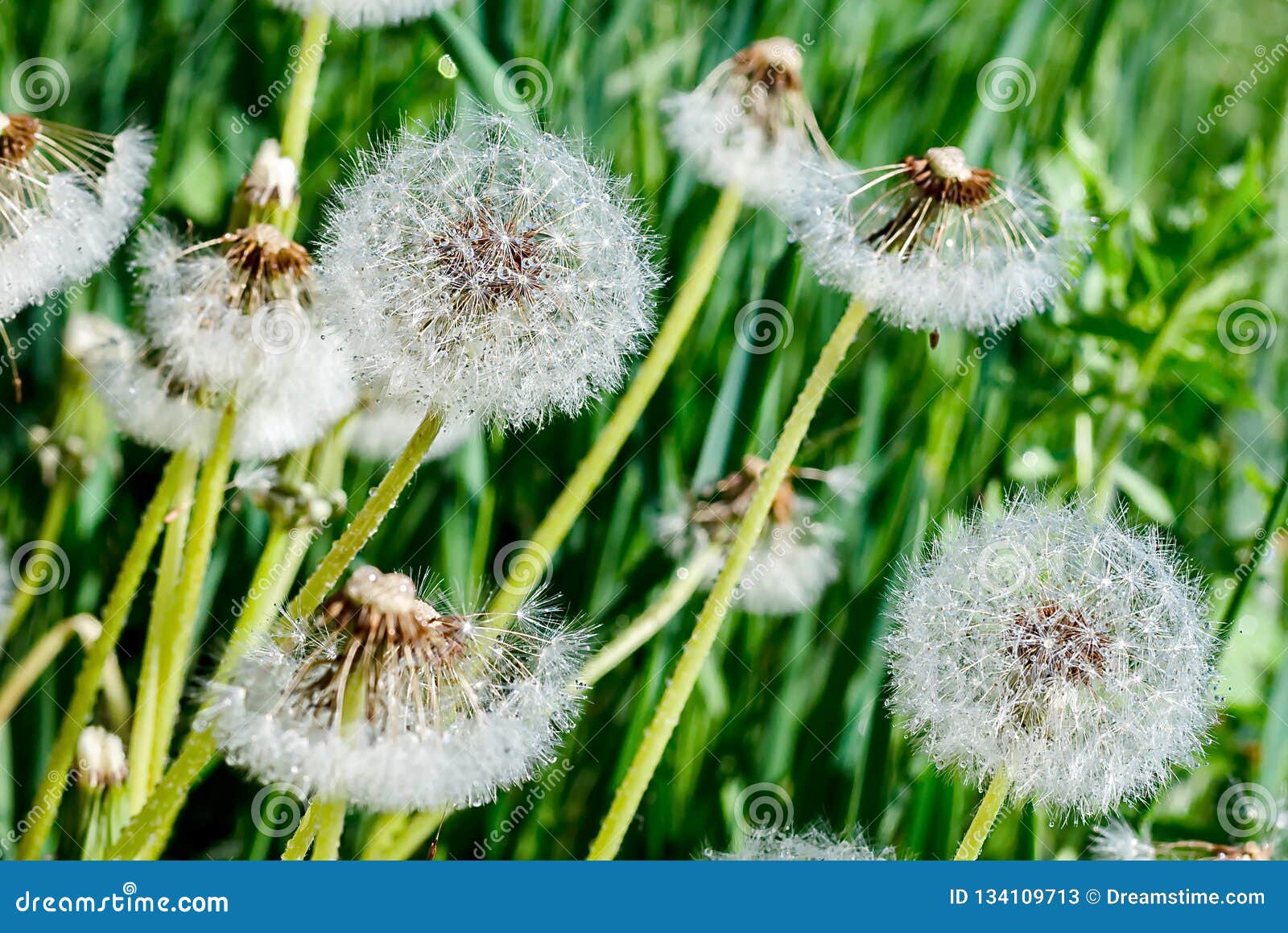 Dandelion Flower on Blue Color Background, Many Closeup Object Stock ...