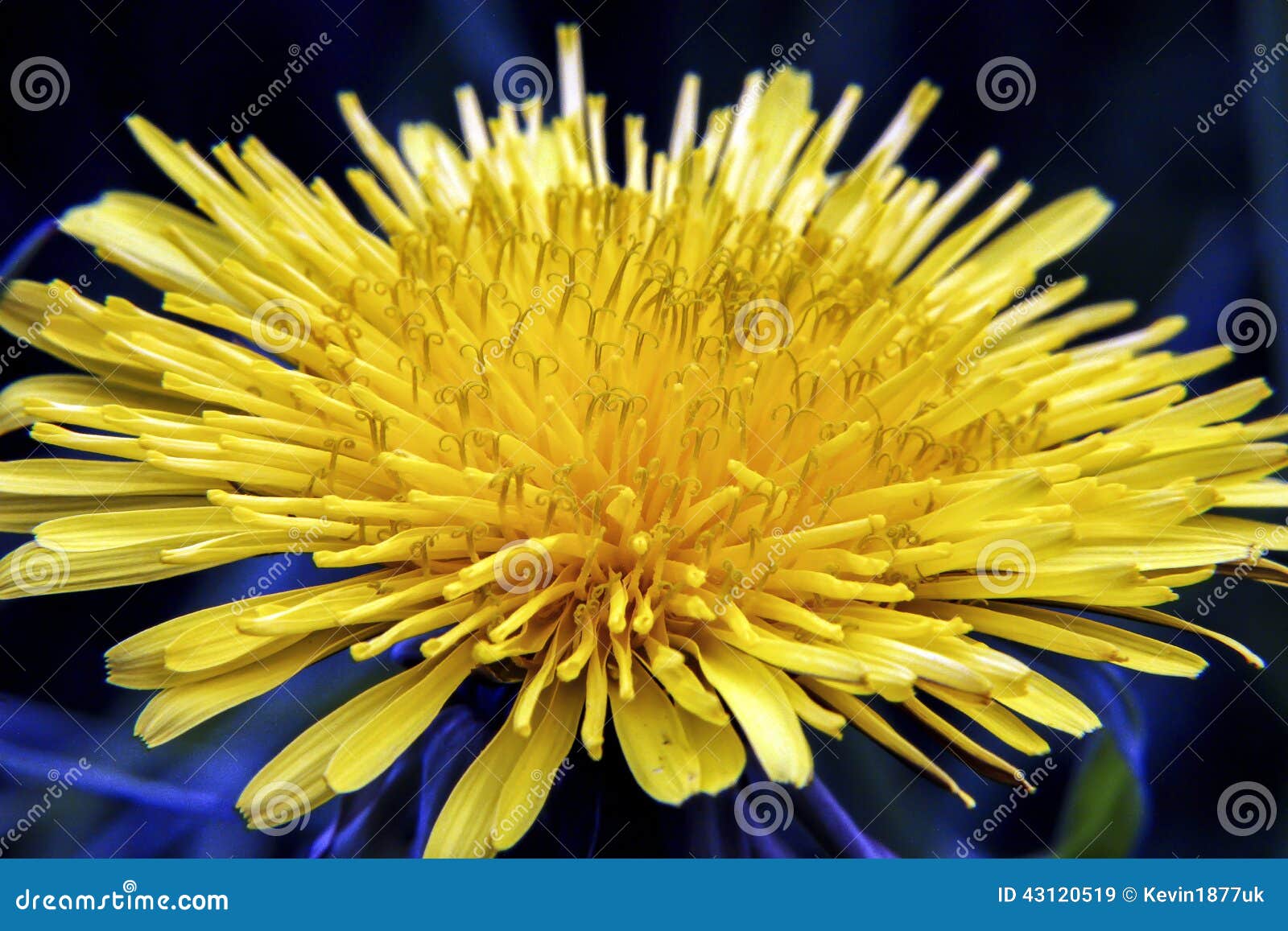Dandelion flower stock image. Image of flowers, garden - 43120519
