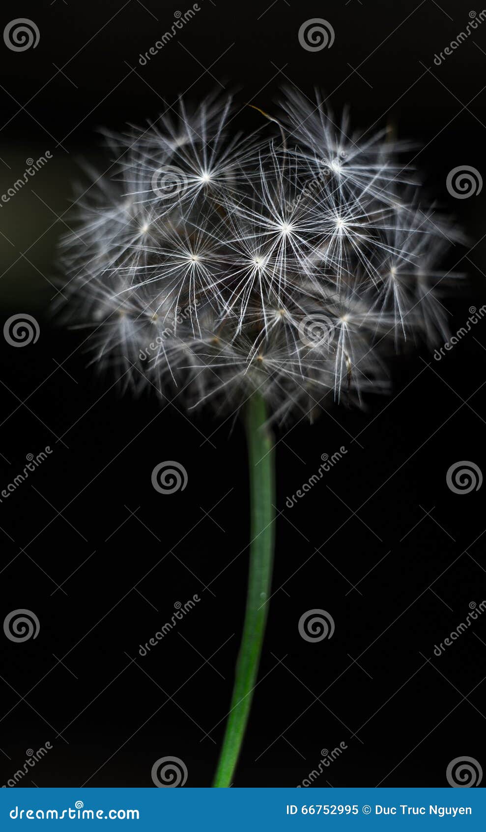 Dandelion stock image. Image of pure, dark, beautiful - 66752995