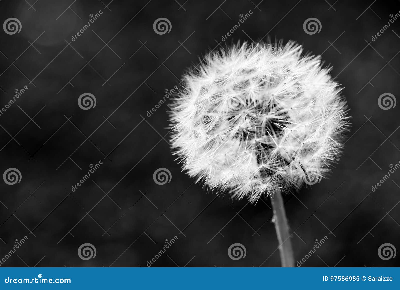 Dandelion Flower on Dark Background Stock Image - Image of background ...