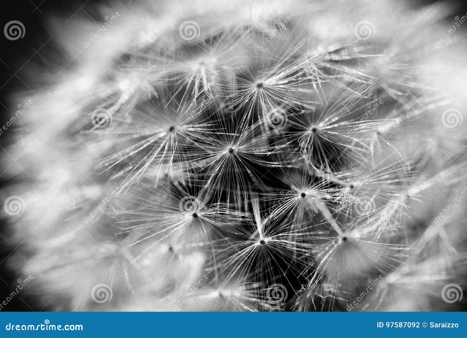 Dandelion Flower on Dark Background Stock Photo - Image of black ...