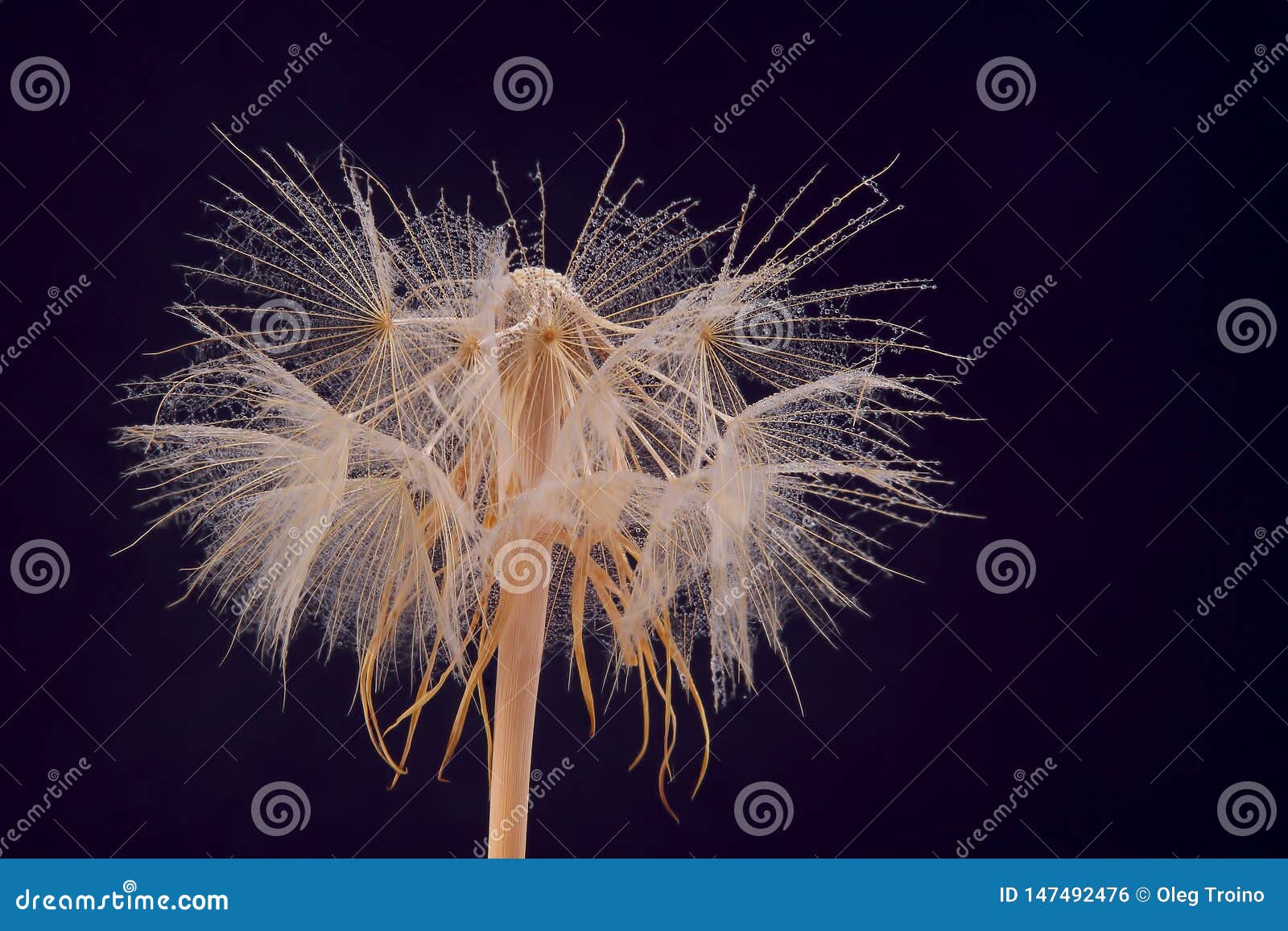 Dandelion Flower on Dark Blue Background Stock Photo - Image of macro ...