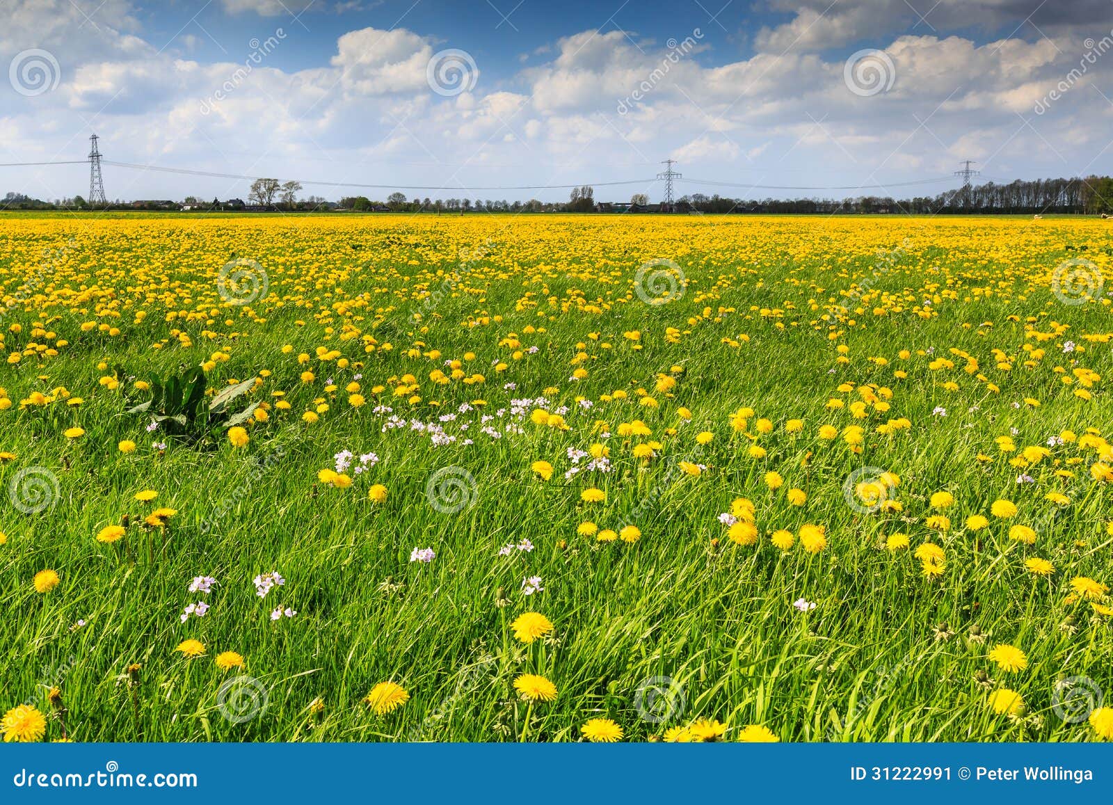 Dandelion Flower Field in Bloom Stock Image - Image of scenic, colorful ...