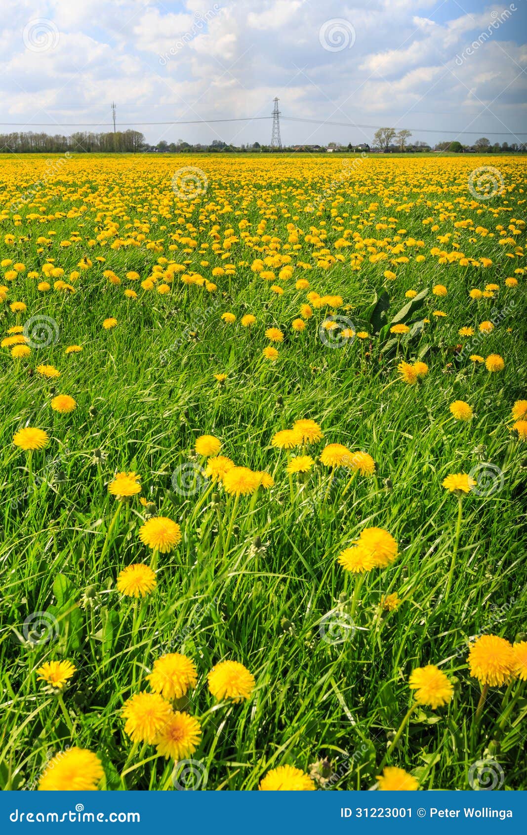 Dandelion Flower Field in Bloom Stock Image - Image of scenery, rural ...
