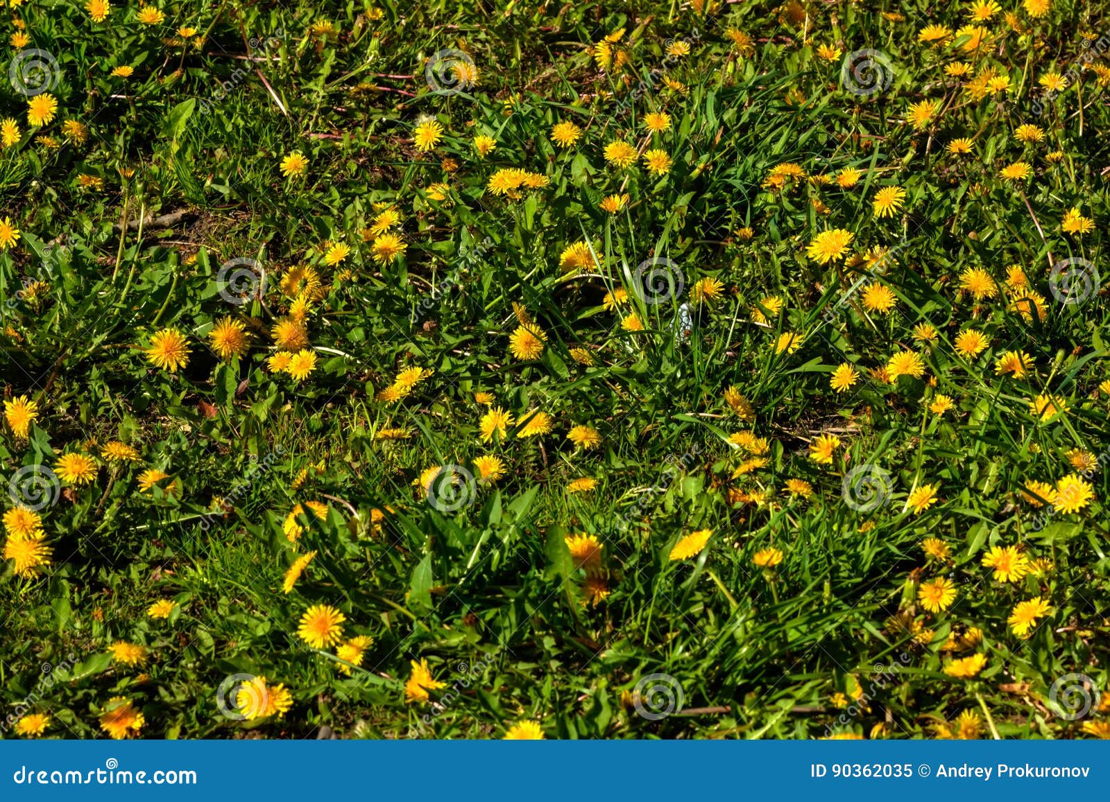 Dandelion. Flower. Field. stock image. Image of freshness - 90362035