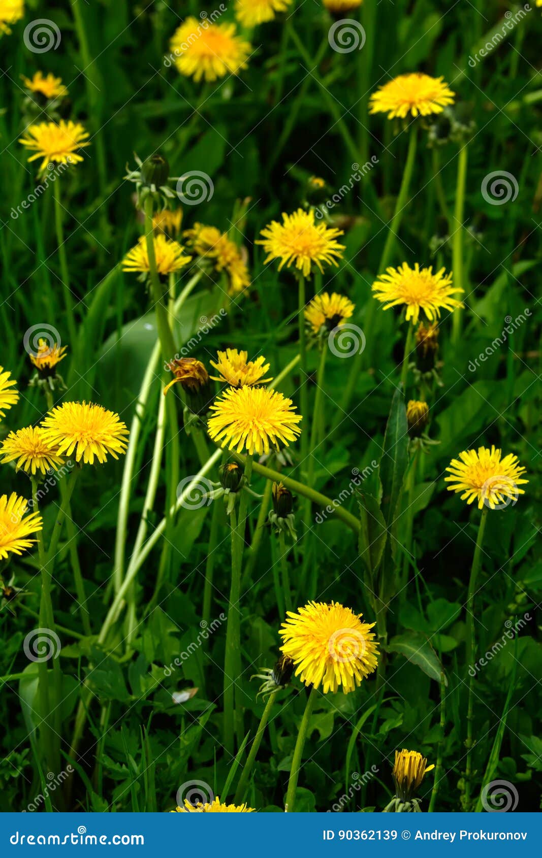 Dandelion. Flower. Field. stock image. Image of blossom - 90362139