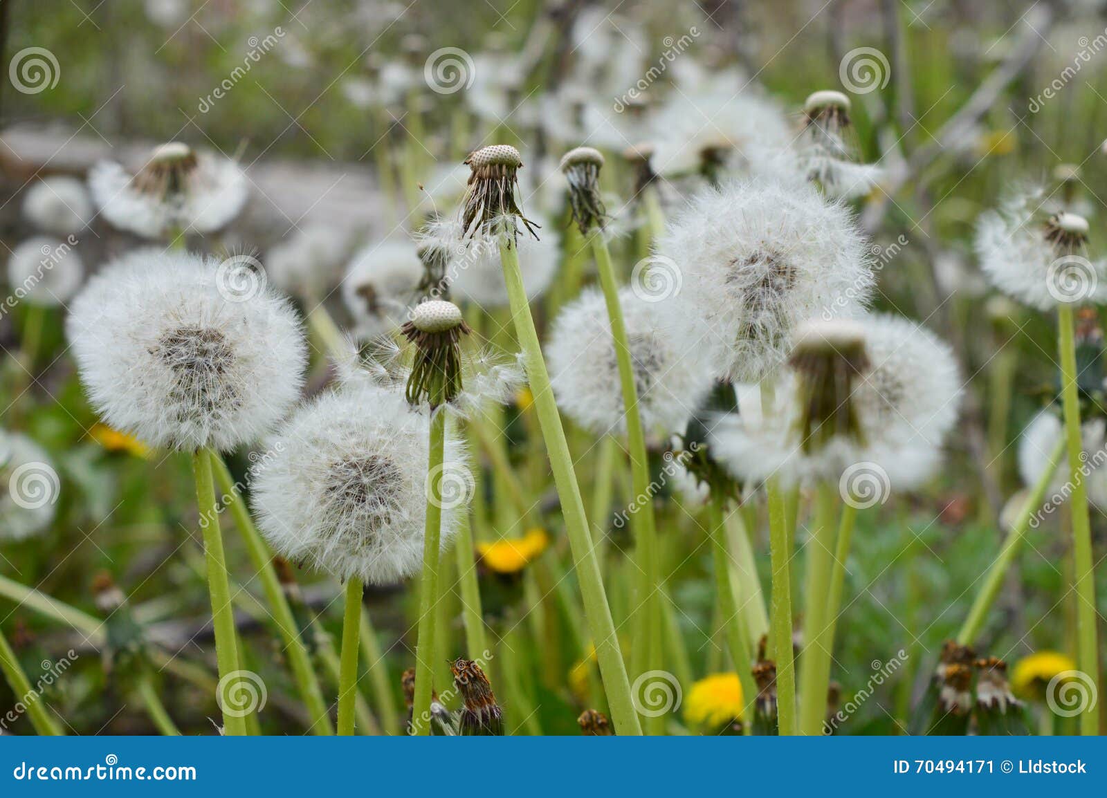 DANDELION FLOWER FIELD stock image. Image of april, close - 70494171