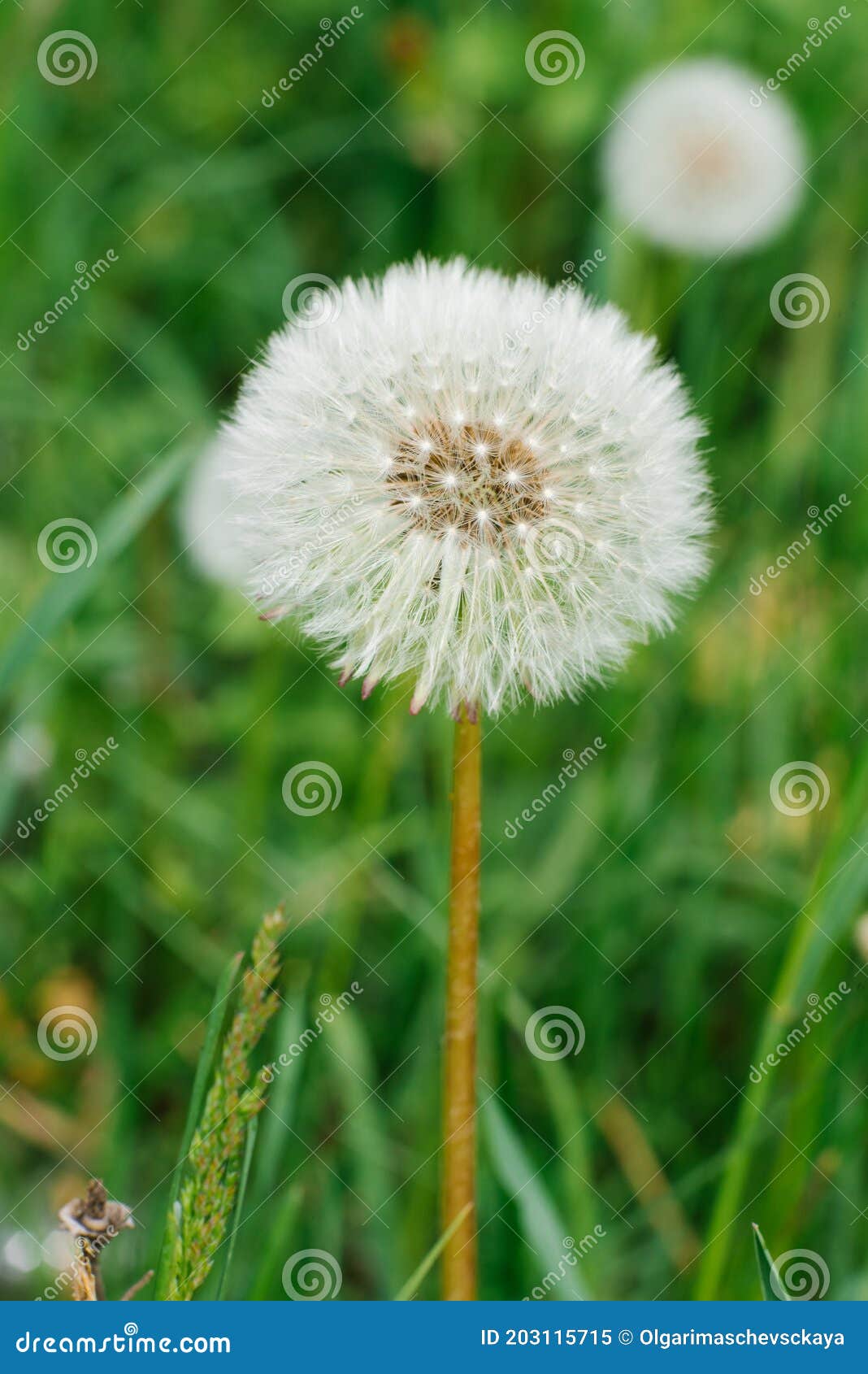 Dandelion Flower Growing in the Green Grass in the Spring Stock Image ...