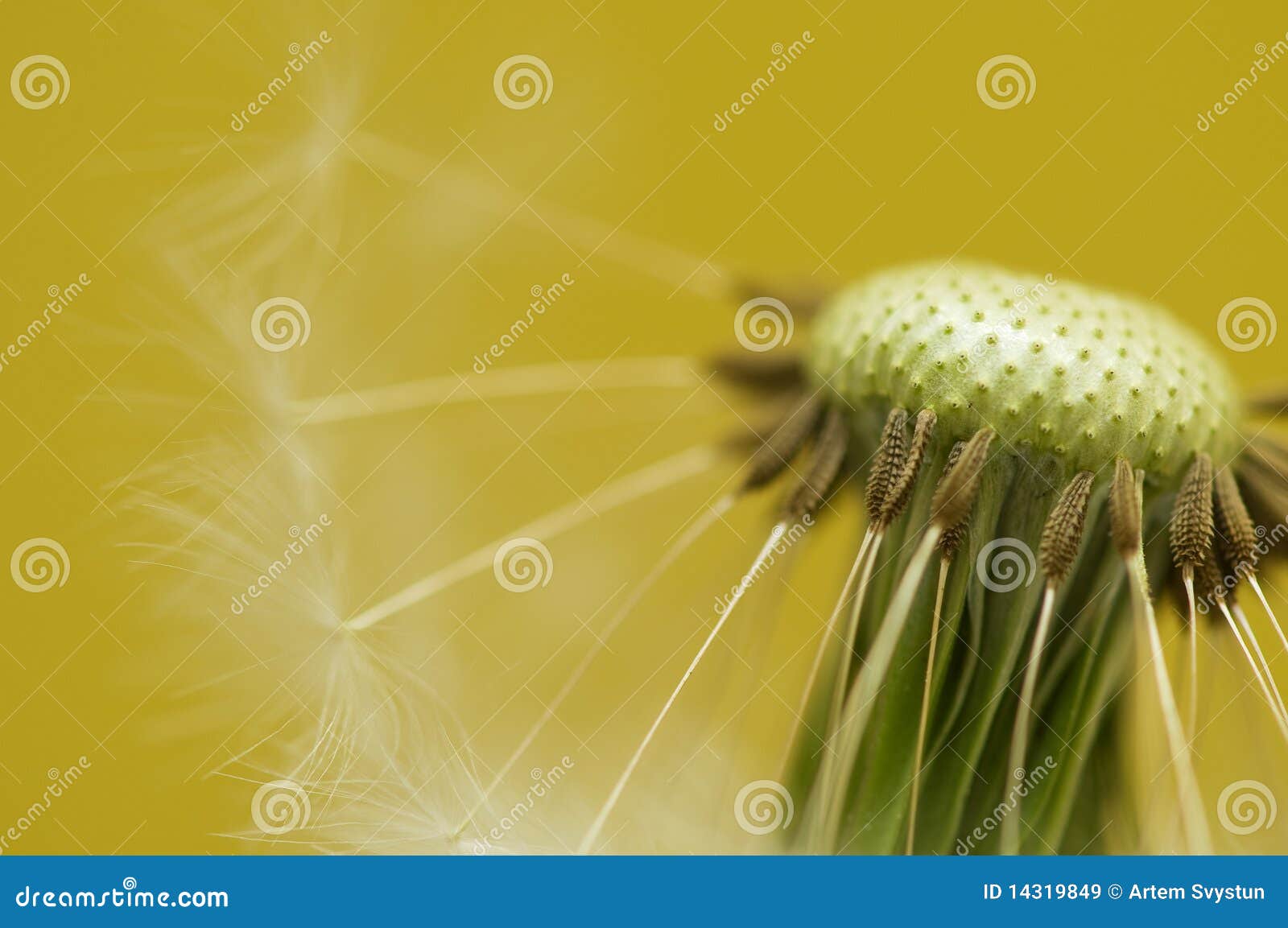 Dandelion flower head stock image. Image of dandelion - 14319849