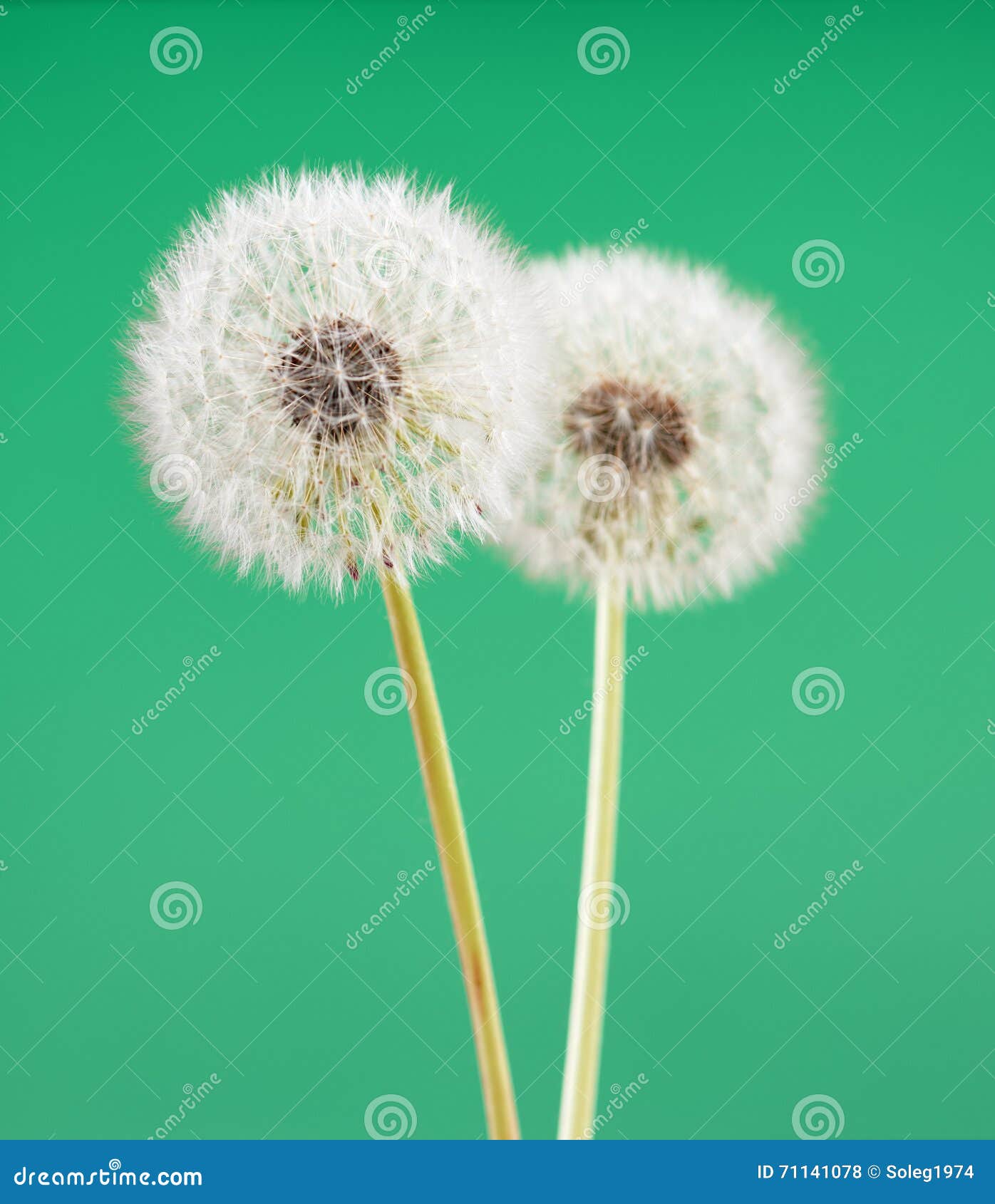 Dandelion Flower on Light Green Color Background, Many Closeup Object ...