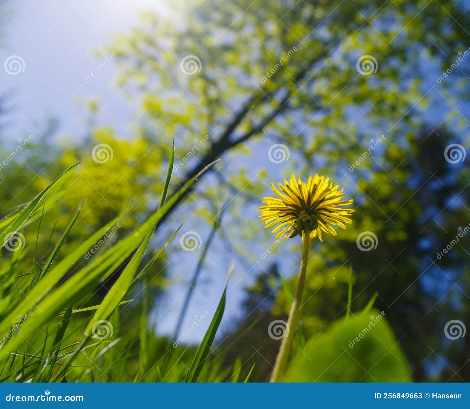Dandelion flower stock image. Image of leaves, grass - 256849663