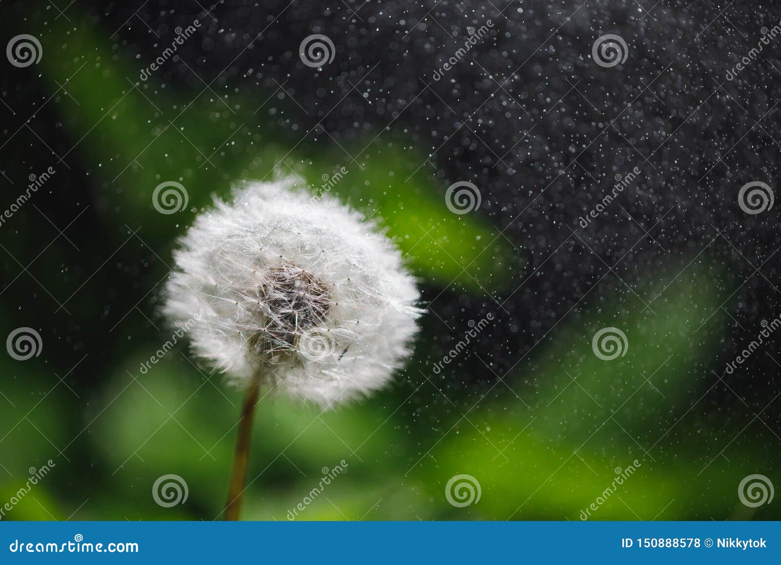 Dandelion Flower Macro with Water Particles Stock Photo - Image of ...