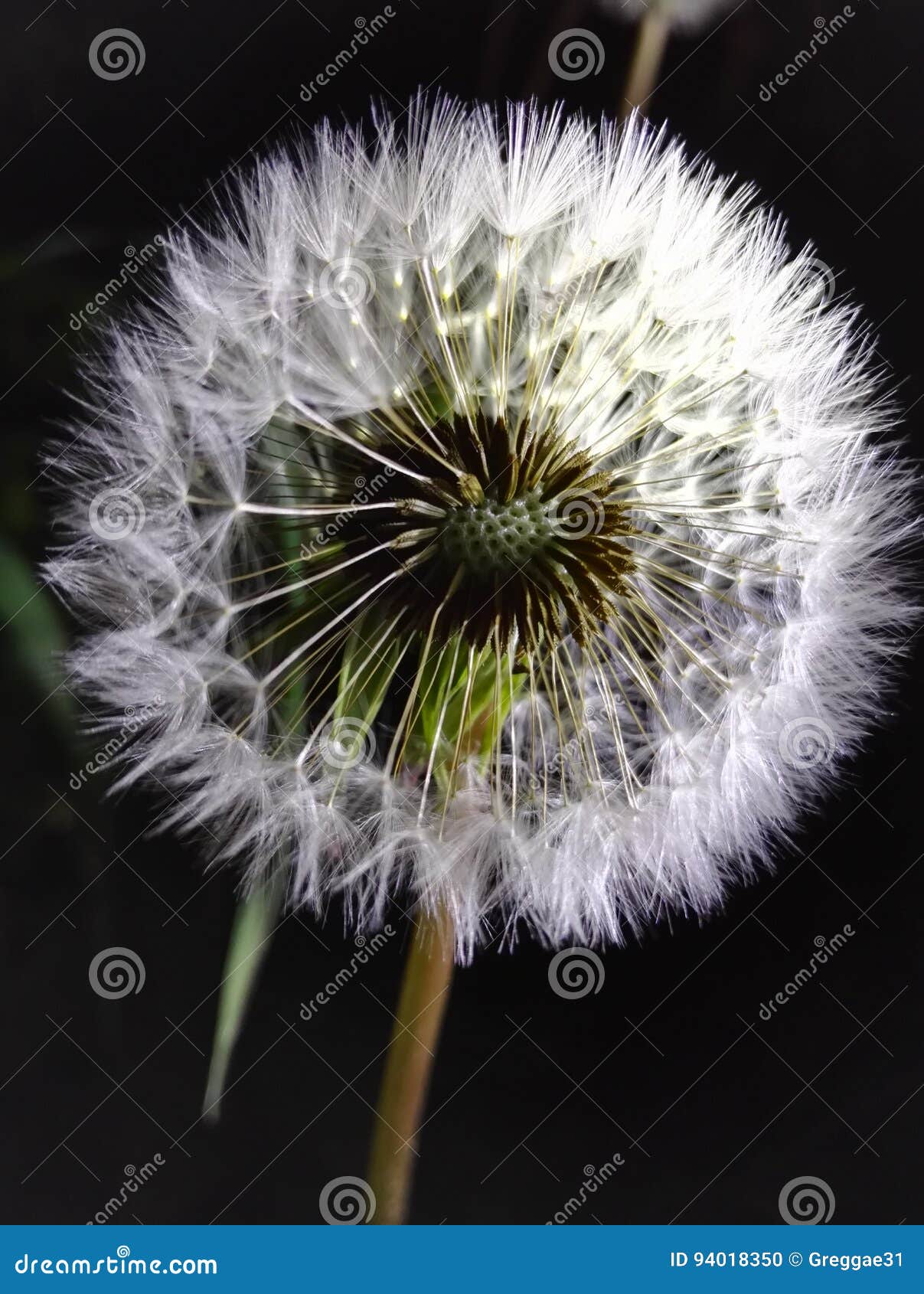 Dandelion stock photo. Image of night, dark, nature, dandelion - 94018350