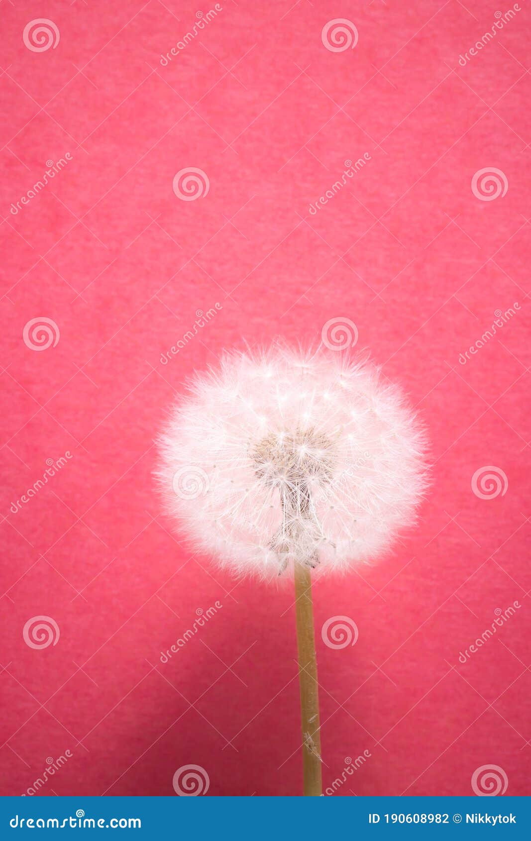 Dandelion Flower on Pink Background Stock Photo - Image of beautiful ...