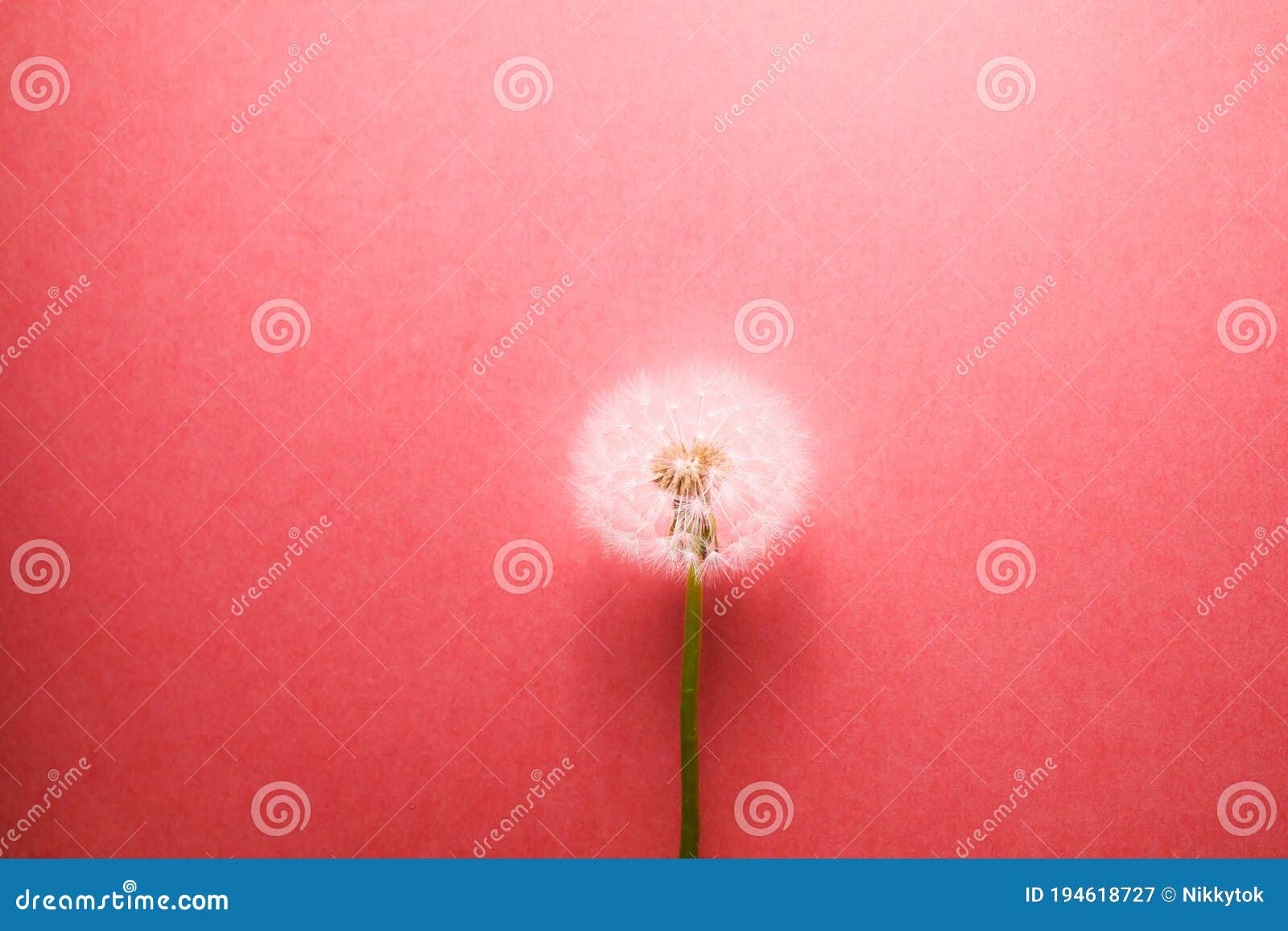 Dandelion Flower on Pink Background Stock Image - Image of blossom ...