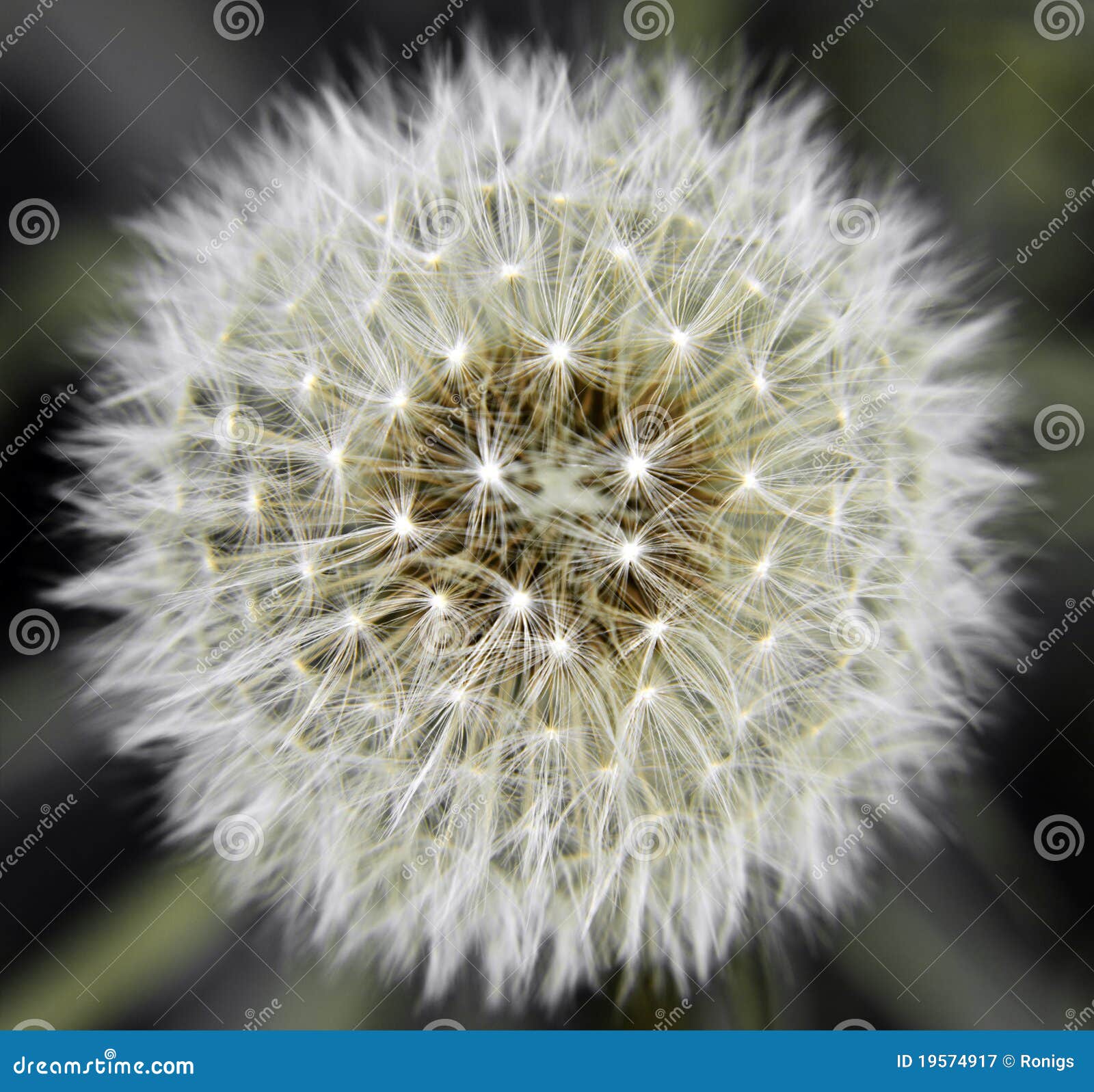 Dandelion flower pollen stock image. Image of closeup - 19574917
