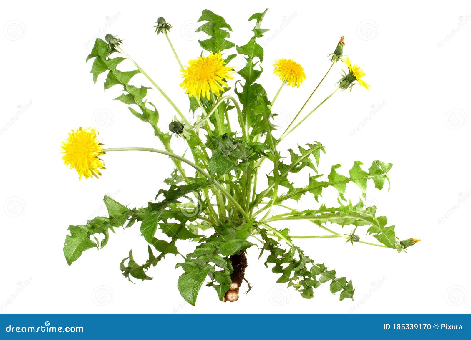 Dandelion Flower with Root for Medical Use on White Background Stock ...