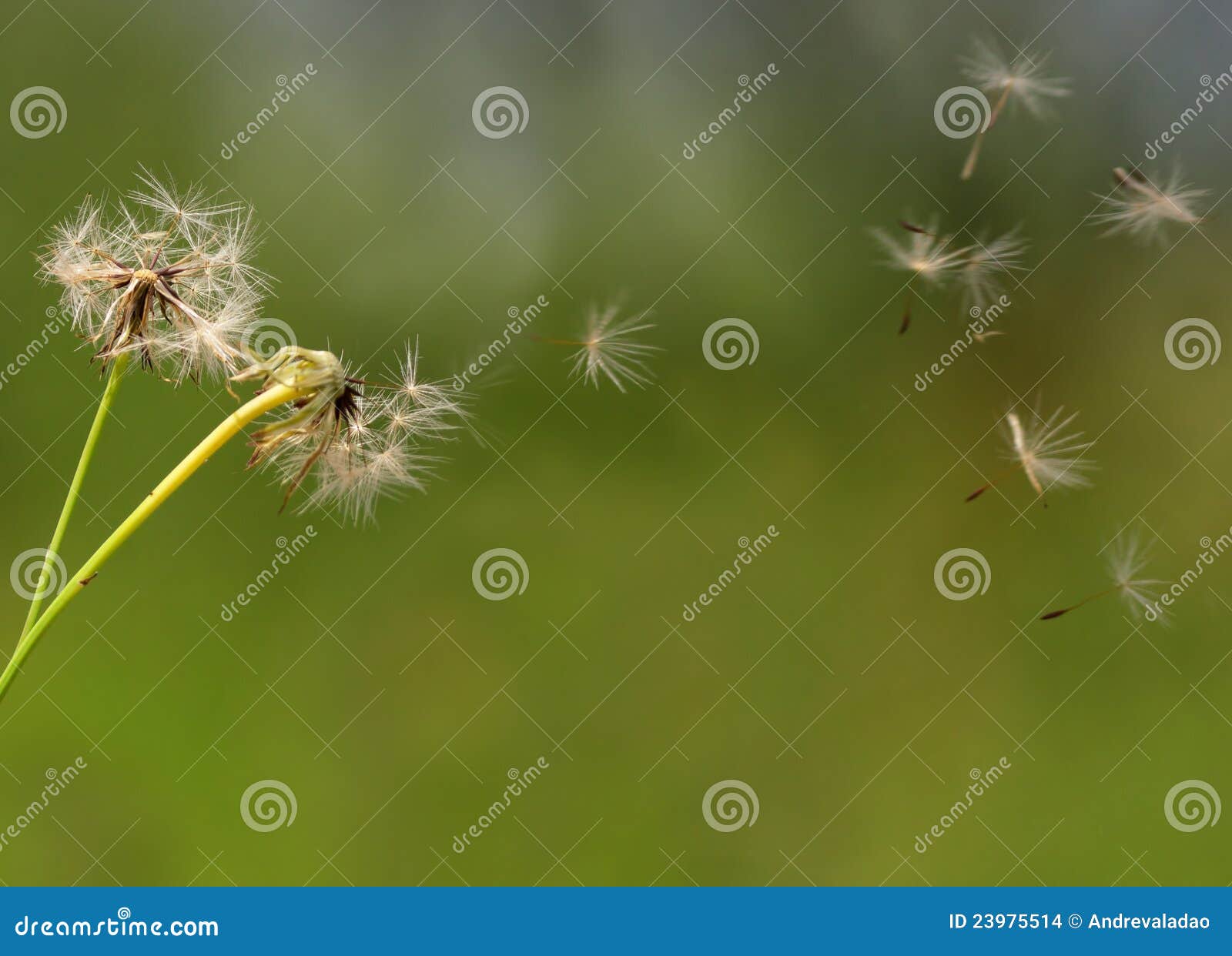 Dandelion flower seeds stock photo. Image of green, africa - 23975514
